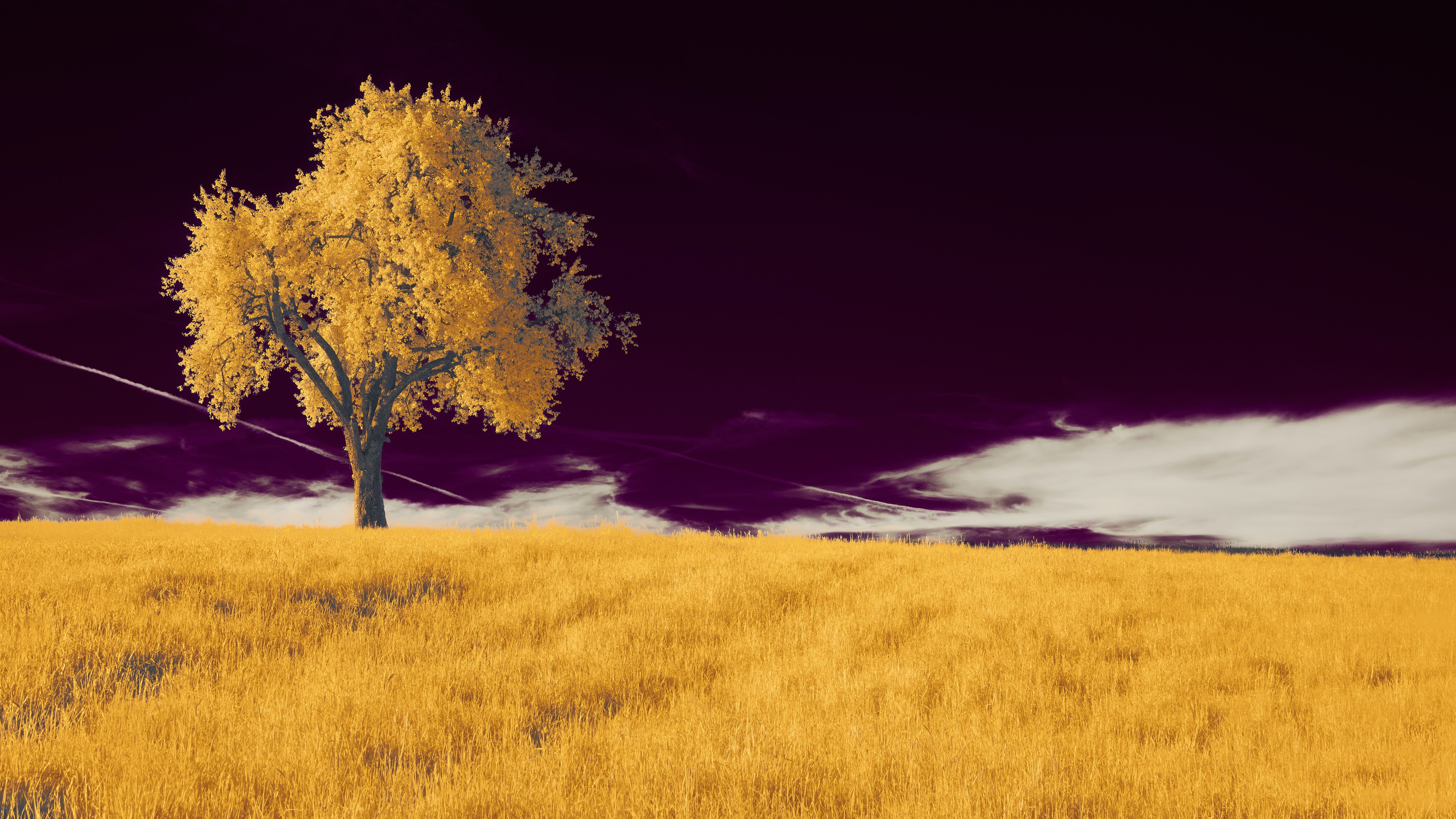 3840x2160 A Tree In A Field With A Purple Sky 5k 4K ,HD 4k Wallpapers ...