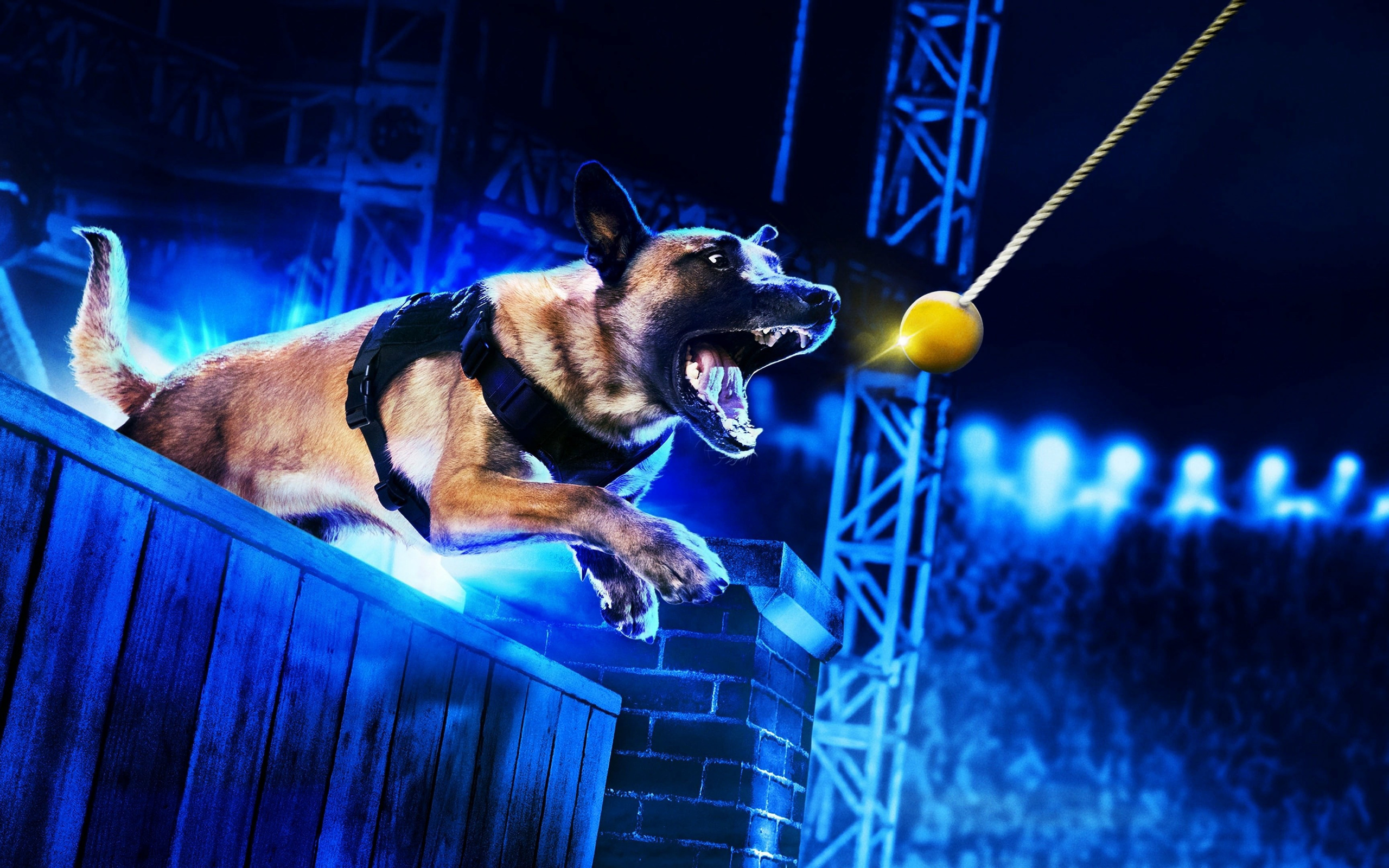 2560x1600 Americas Top Dog Wallpaper,2560x1600 Resolution HD 4k ...