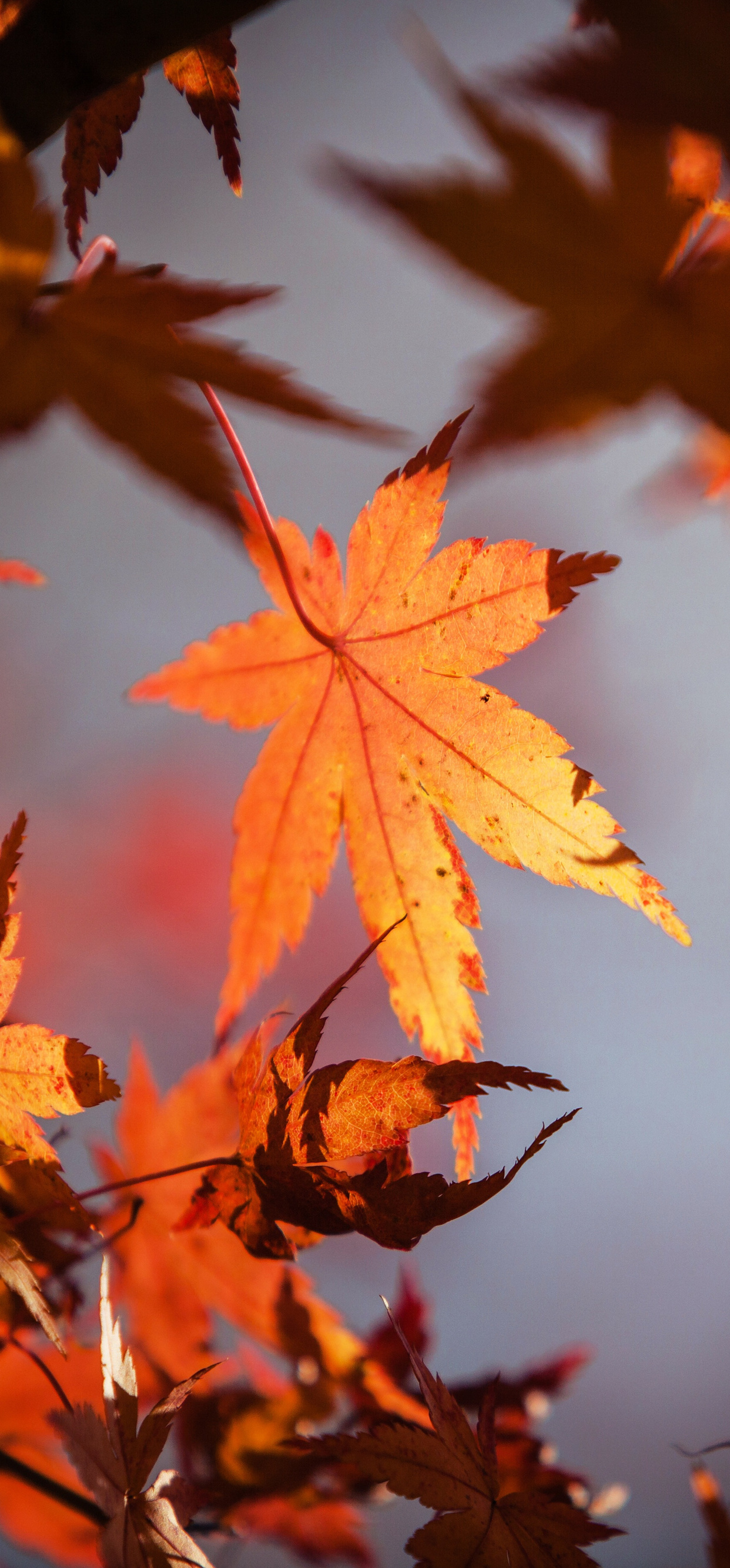 1242x2668 Autumn Leaves 4k 5k Iphone XS MAX ,HD 4k Wallpapers,Images ...