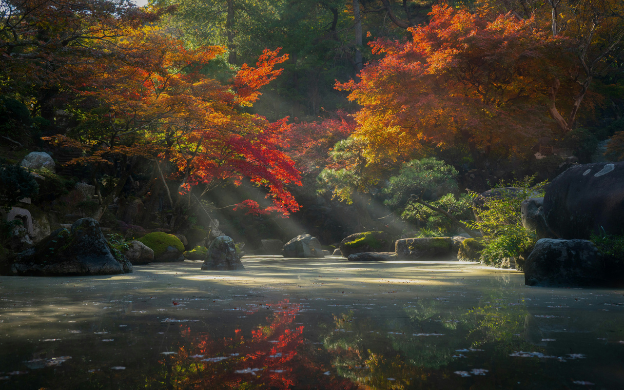 1280x800 Autumn Radiance In A Japanese Garden 720P ,HD 4k Wallpapers ...