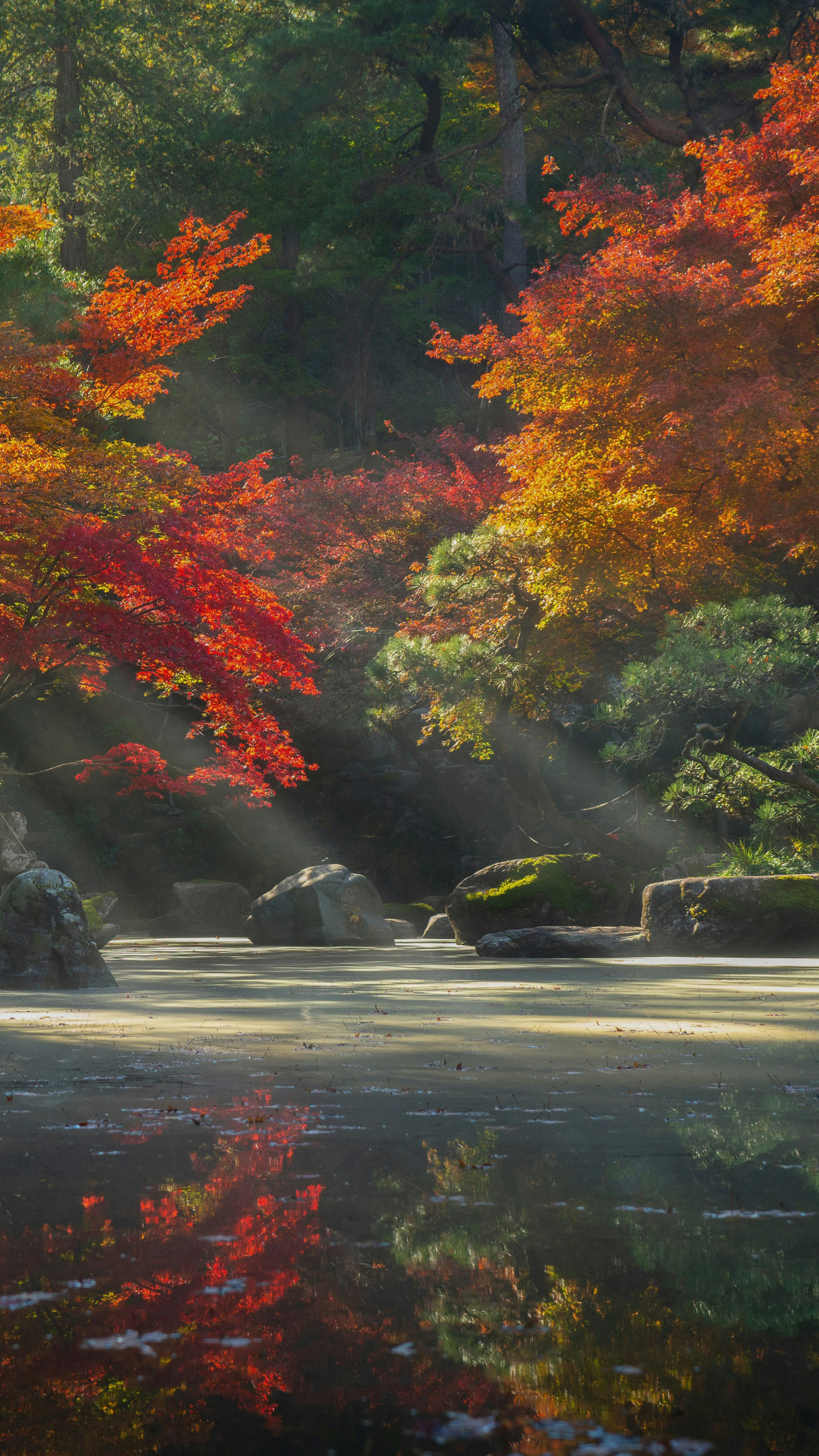 1440x2560 Autumn Radiance In A Japanese Garden Samsung Galaxy S6,S7 ...