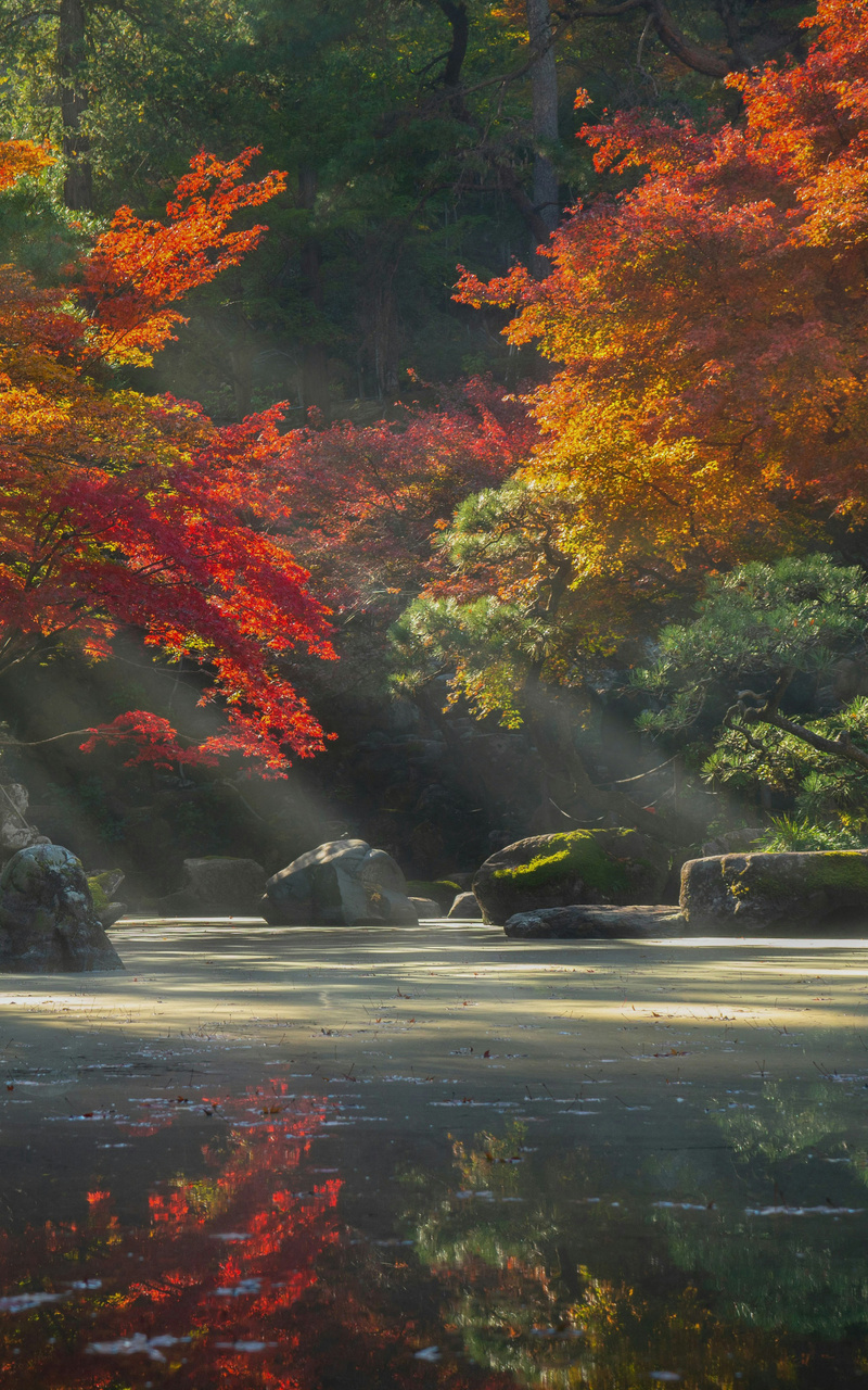 800x1280 Autumn Radiance In A Japanese Garden Nexus 7,Samsung Galaxy ...