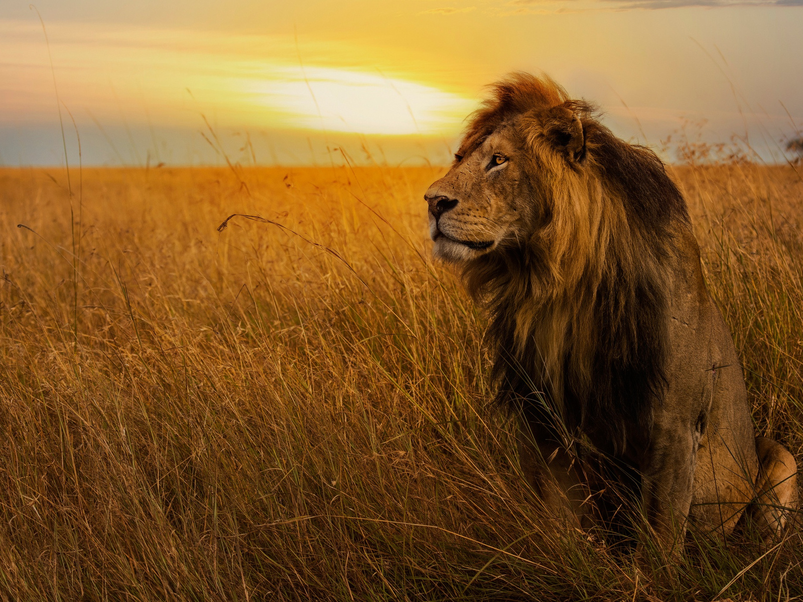 1600x1200 Big Lion Wallpaper,1600x1200 Resolution HD 4k Wallpapers ...