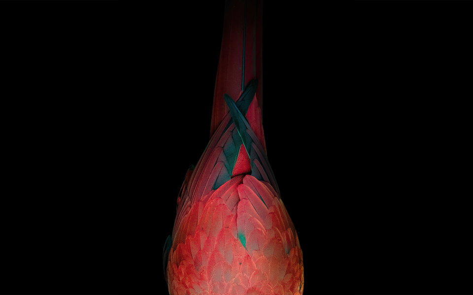 960x600 Bird Aviary Dark 4k 960x600 Resolution HD 4k Wallpapers, Images ...