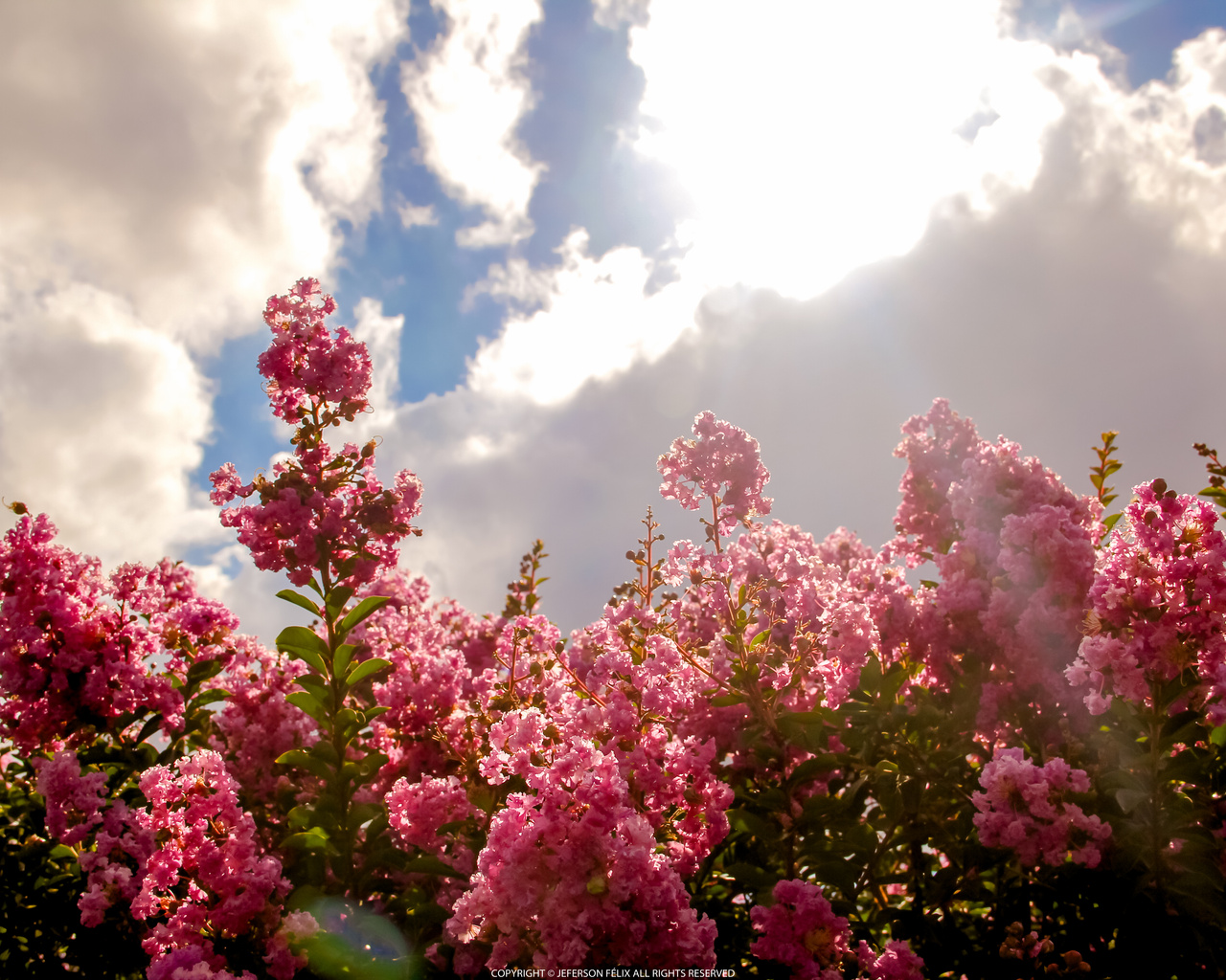 1280x1024 Blossom Flowers Field 5k Wallpaper,1280x1024 Resolution HD 4k ...