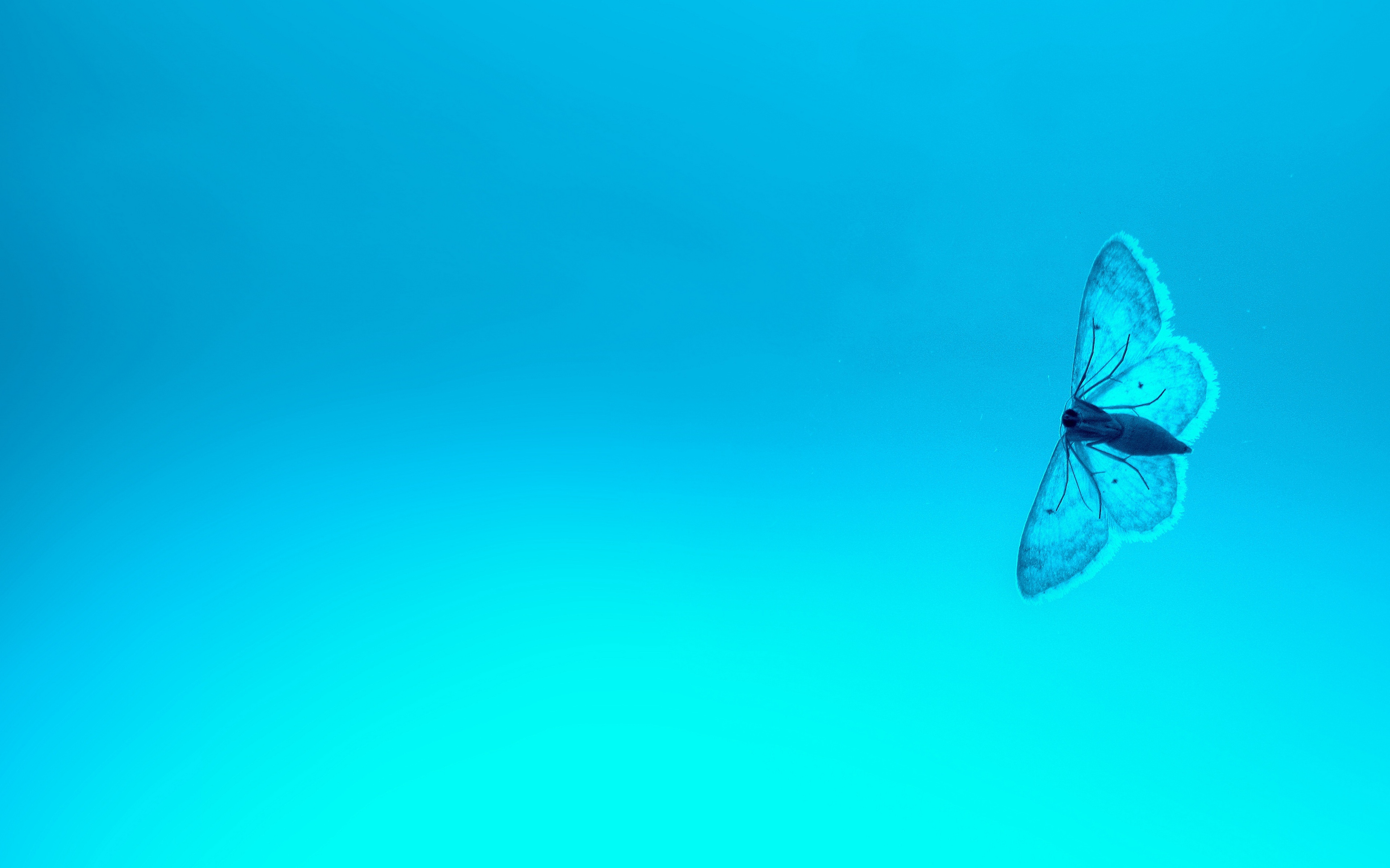 Sky Blue Butterfly Images Free Download at Mary Duckworth blog