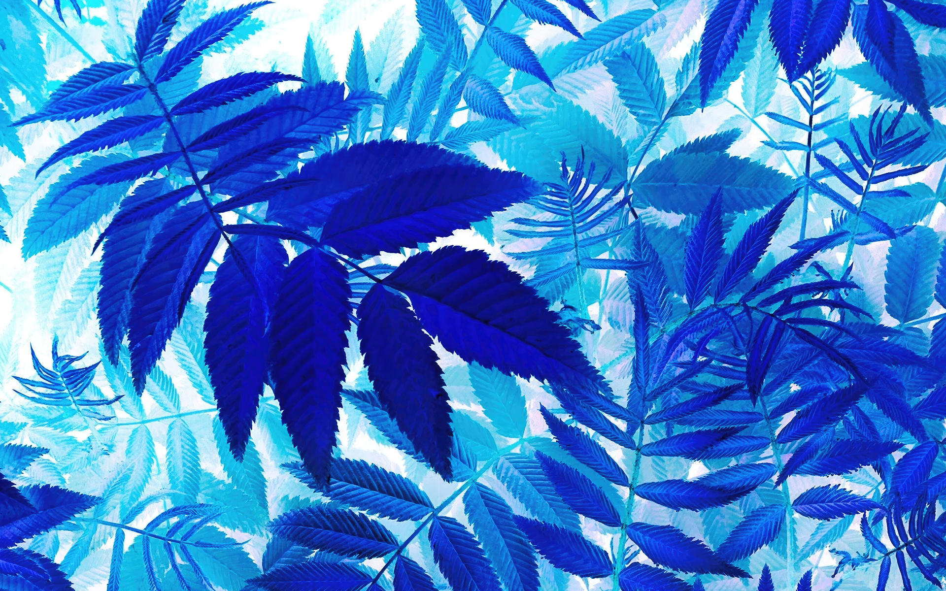 1920x1200 Bunch Of Blue Leaves On A White Background 1080P Resolution ...