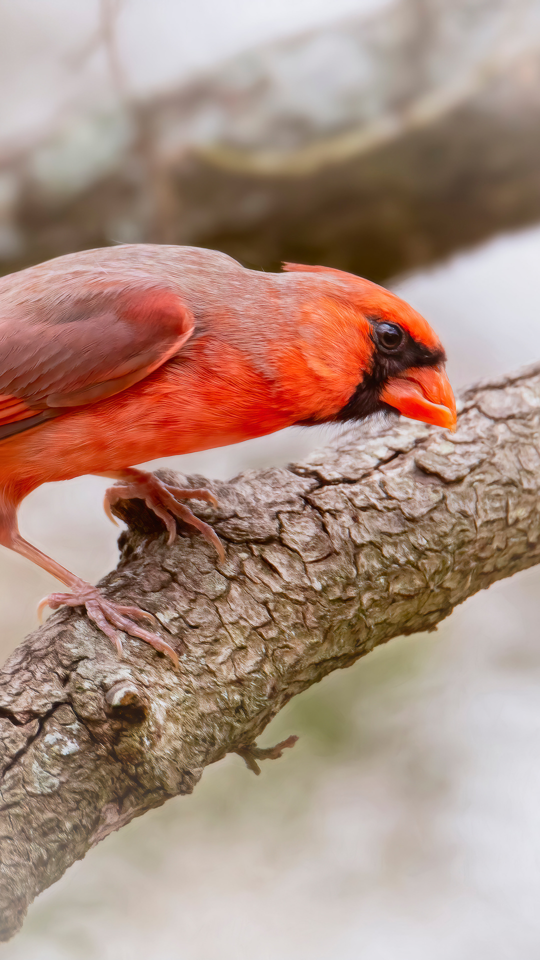 1080x1920 Cardinal Bird 5k Iphone 7,6s,6 Plus, Pixel xl ,One Plus 3,3t ...