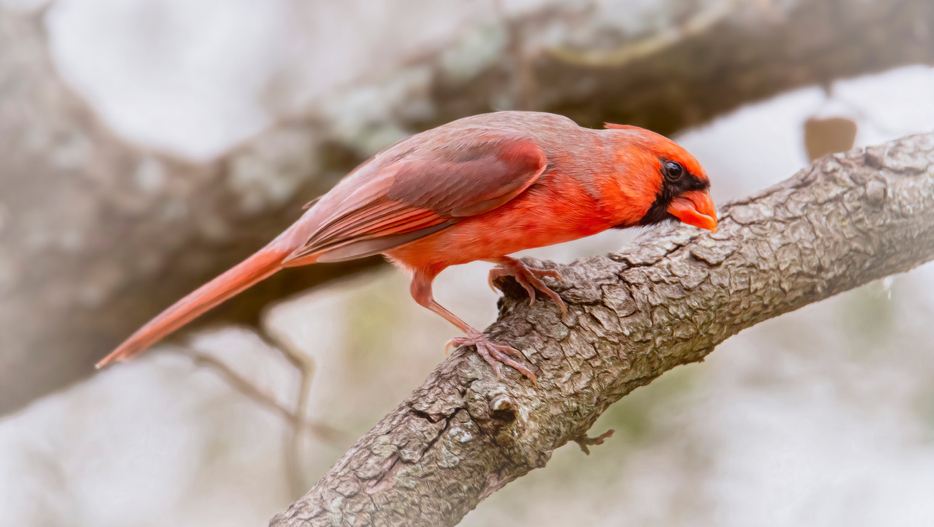 1360x768 Cardinal Bird 5k Laptop HD ,HD 4k Wallpapers,Images ...