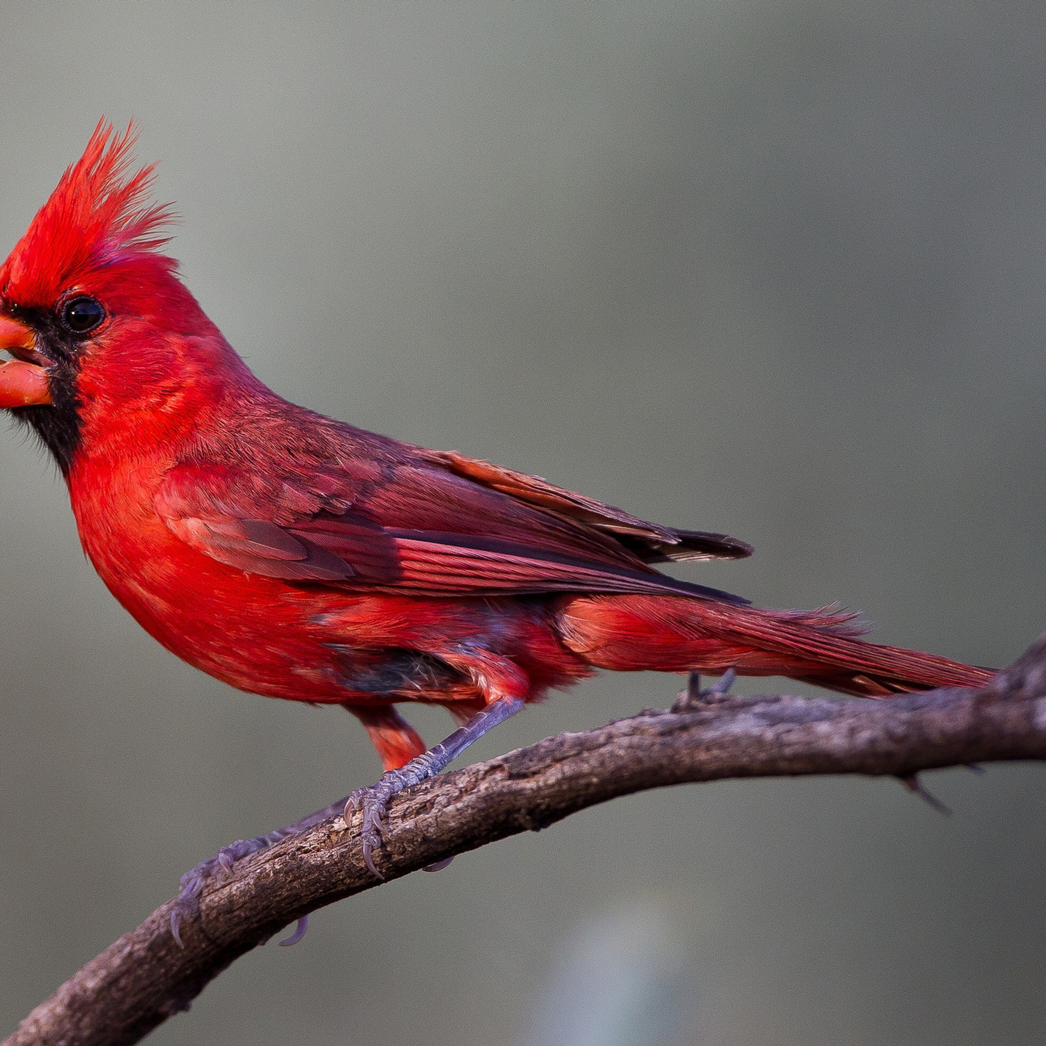 2048x2048 Cardinal Ipad Air ,HD 4k Wallpapers,Images,Backgrounds,Photos ...