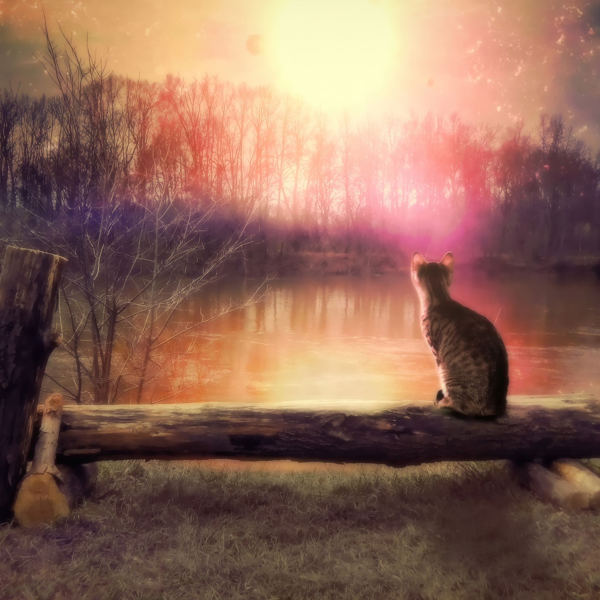 2048x2048 Cat Fantasy Manipulation Ipad Air ,HD 4k Wallpapers,Images ...