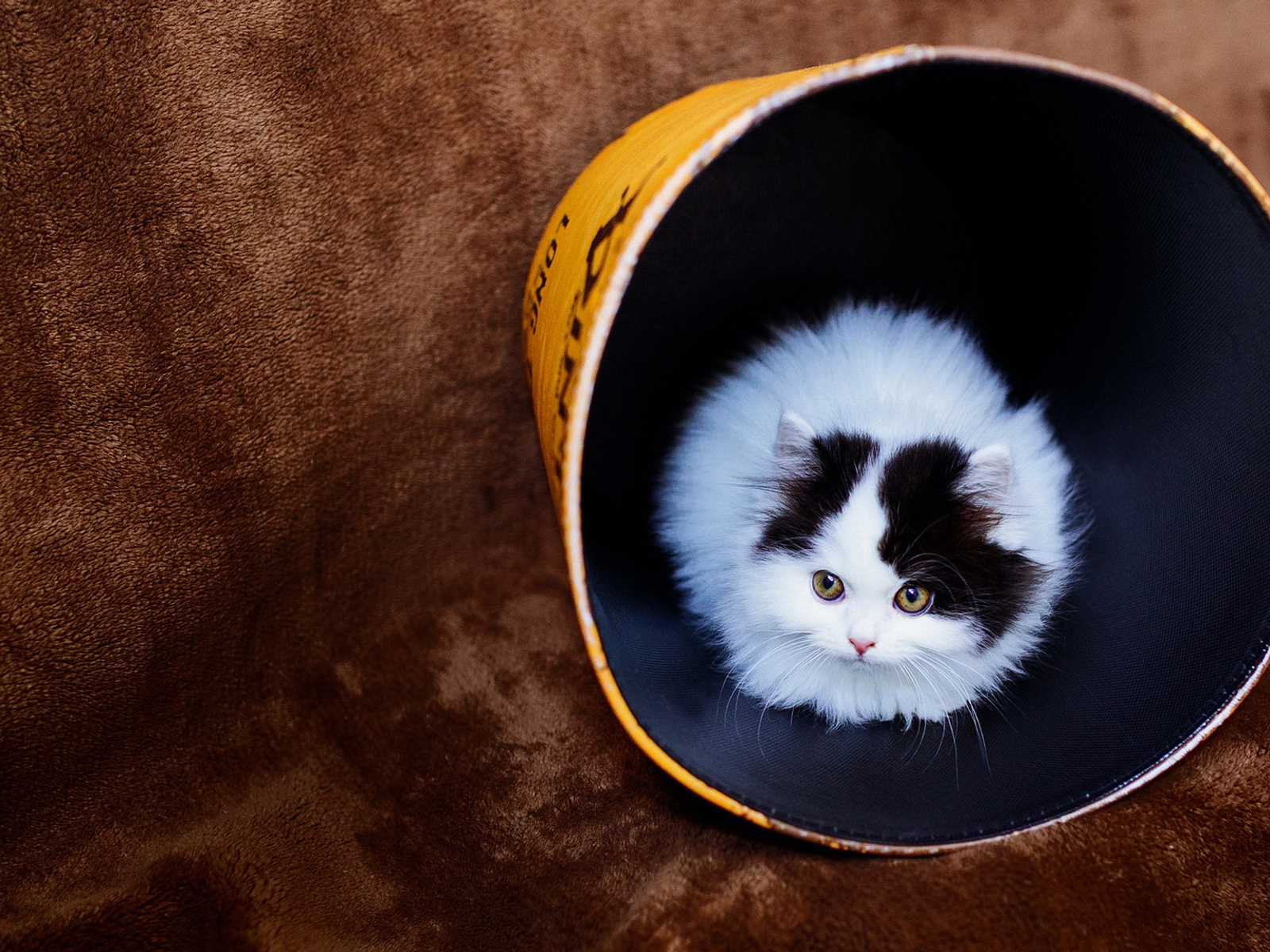1600x1200 Cat In Bucket Wallpaper,1600x1200 Resolution HD 4k Wallpapers ...