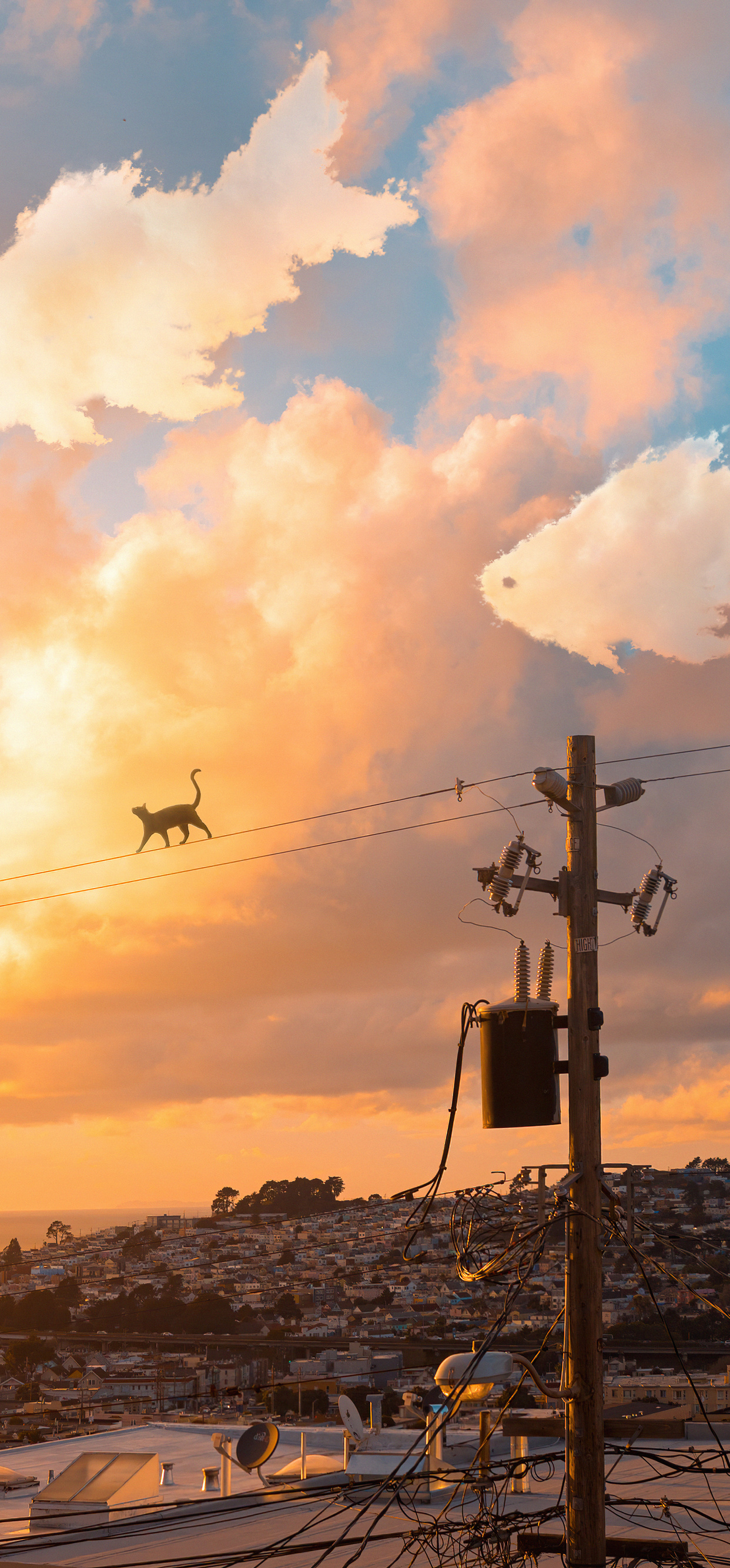 1242x2668 Cat Walking On Powerline 4k Iphone XS MAX ,HD 4k Wallpapers ...