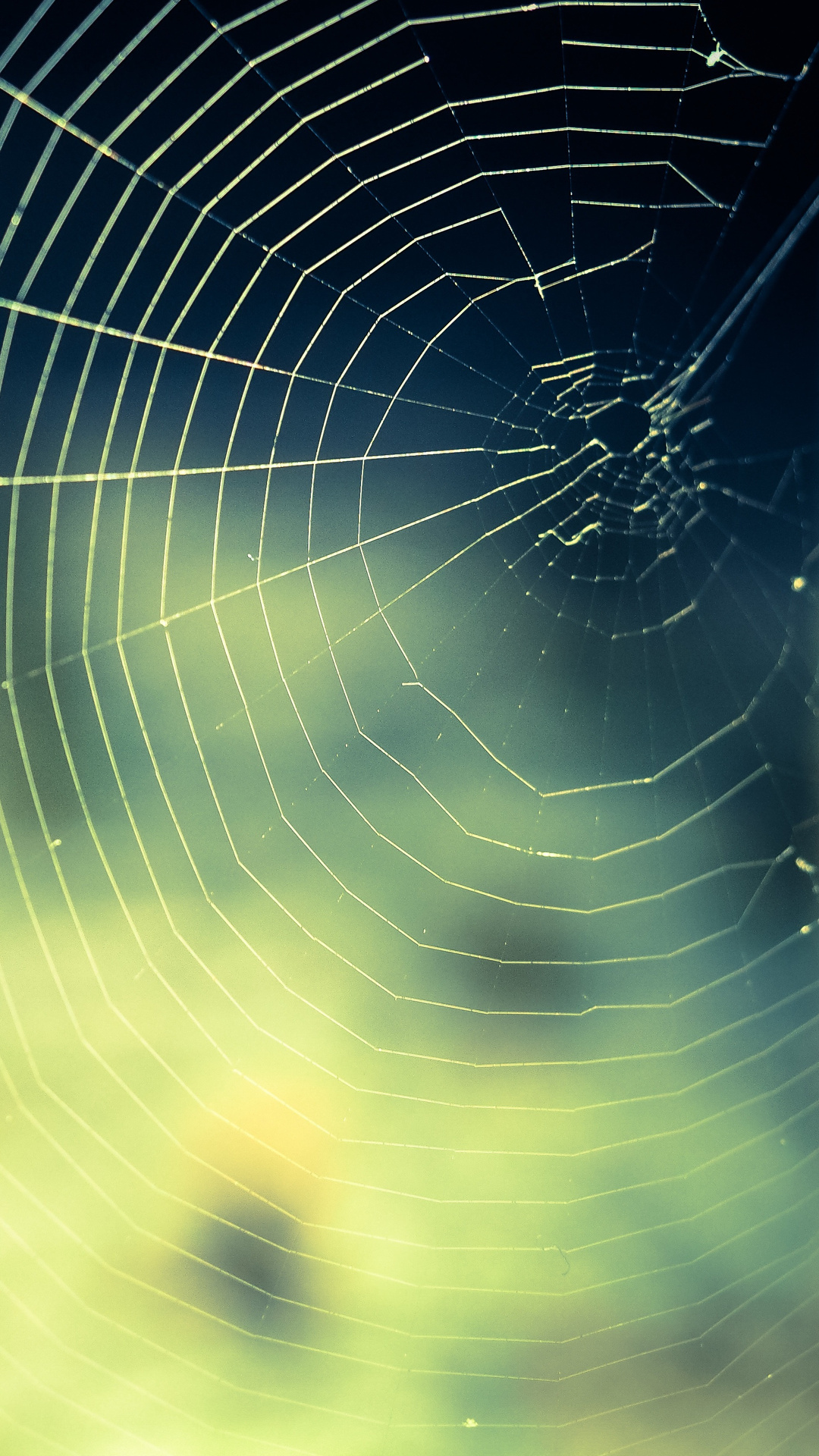 1080x1920 Cobweb Iphone 7,6s,6 Plus, Pixel xl ,One Plus 3,3t,5 ,HD 4k ...