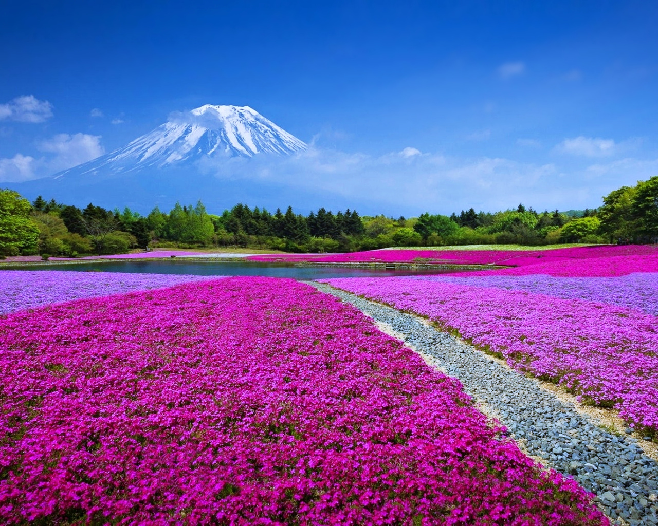 1280x1024 Colorful Flowers In Field Wallpaper,1280x1024 Resolution HD ...