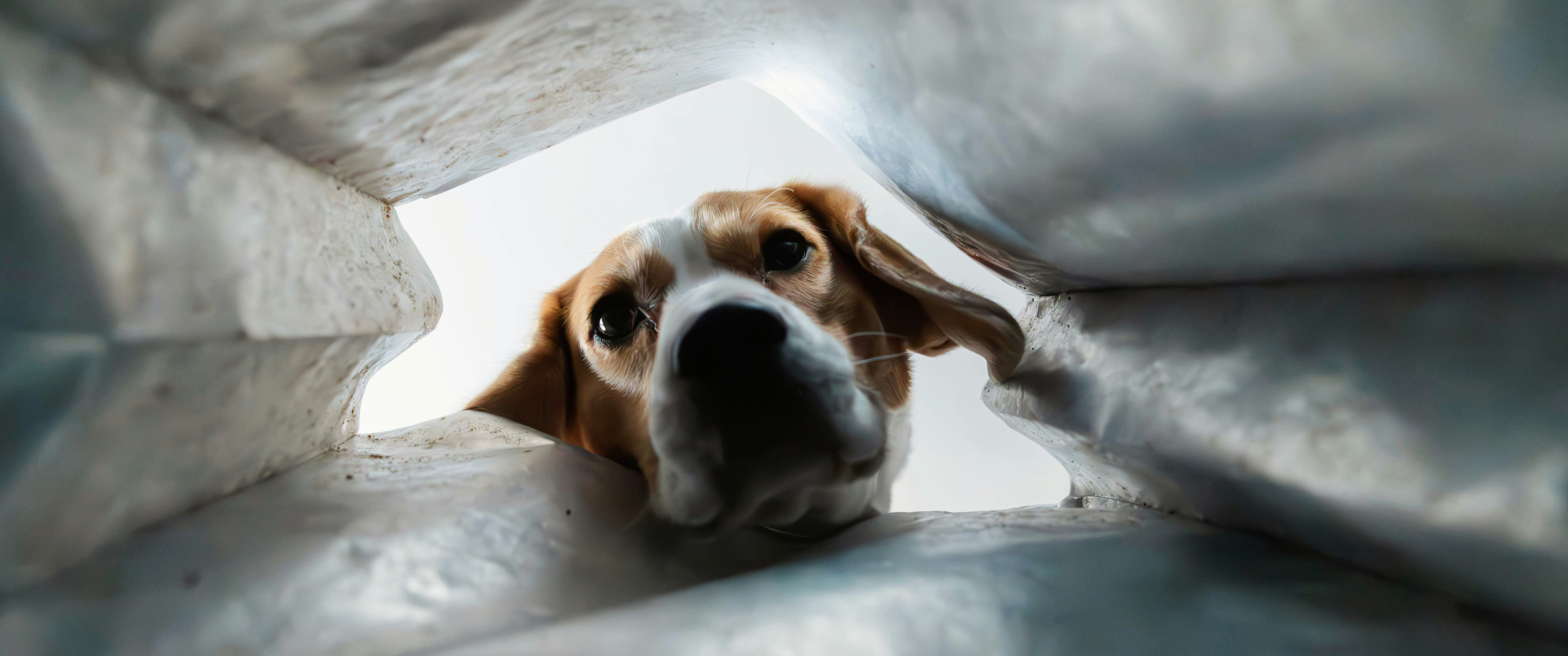 3440x1440 Curious Dog Peeking Into A Bag UltraWide Quad HD 1440P ,HD 4k ...