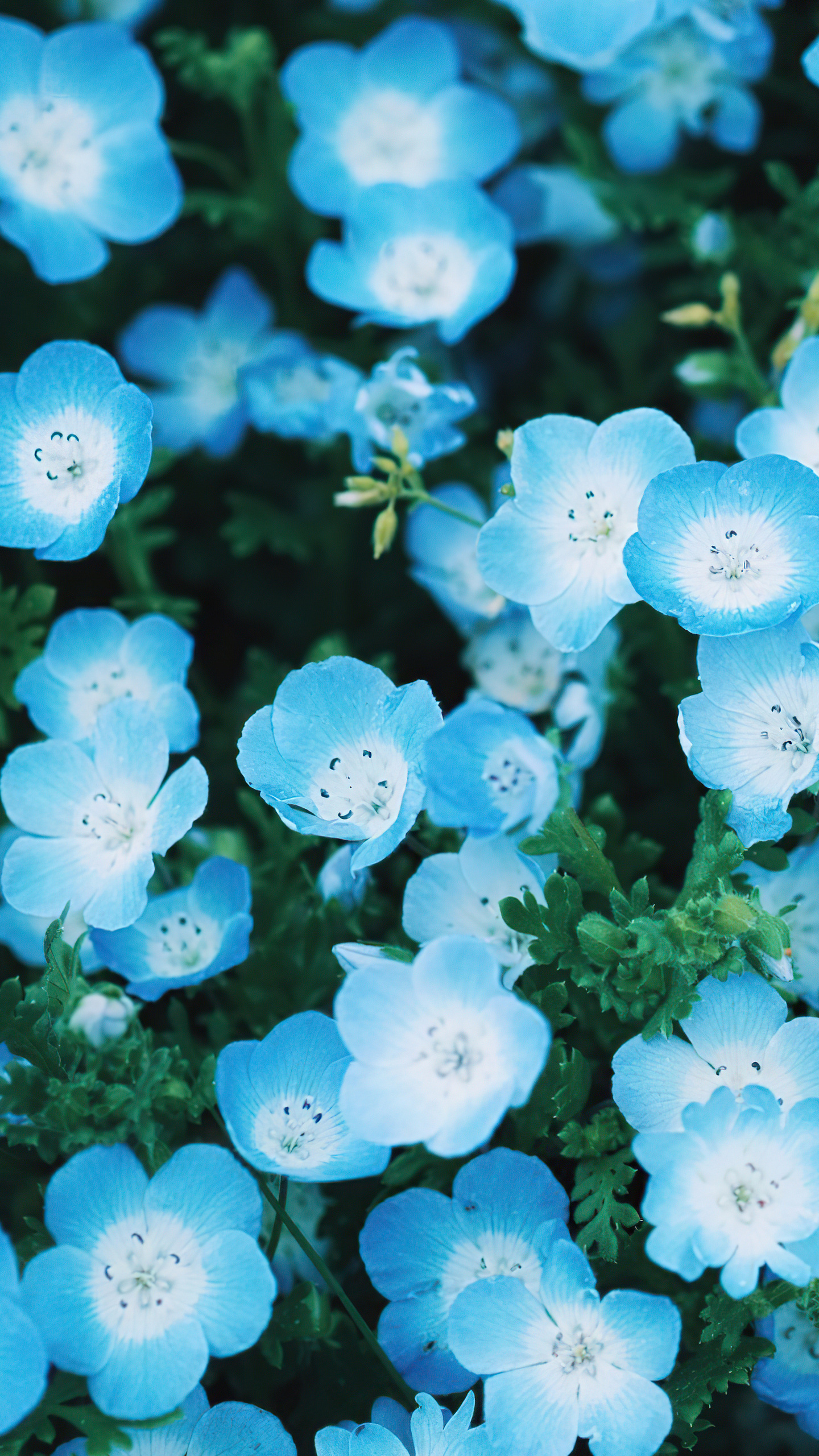 1440x2560 Cyan Flower 5k Samsung Galaxy S6,S7 ,Google Pixel XL ,Nexus 6 ...