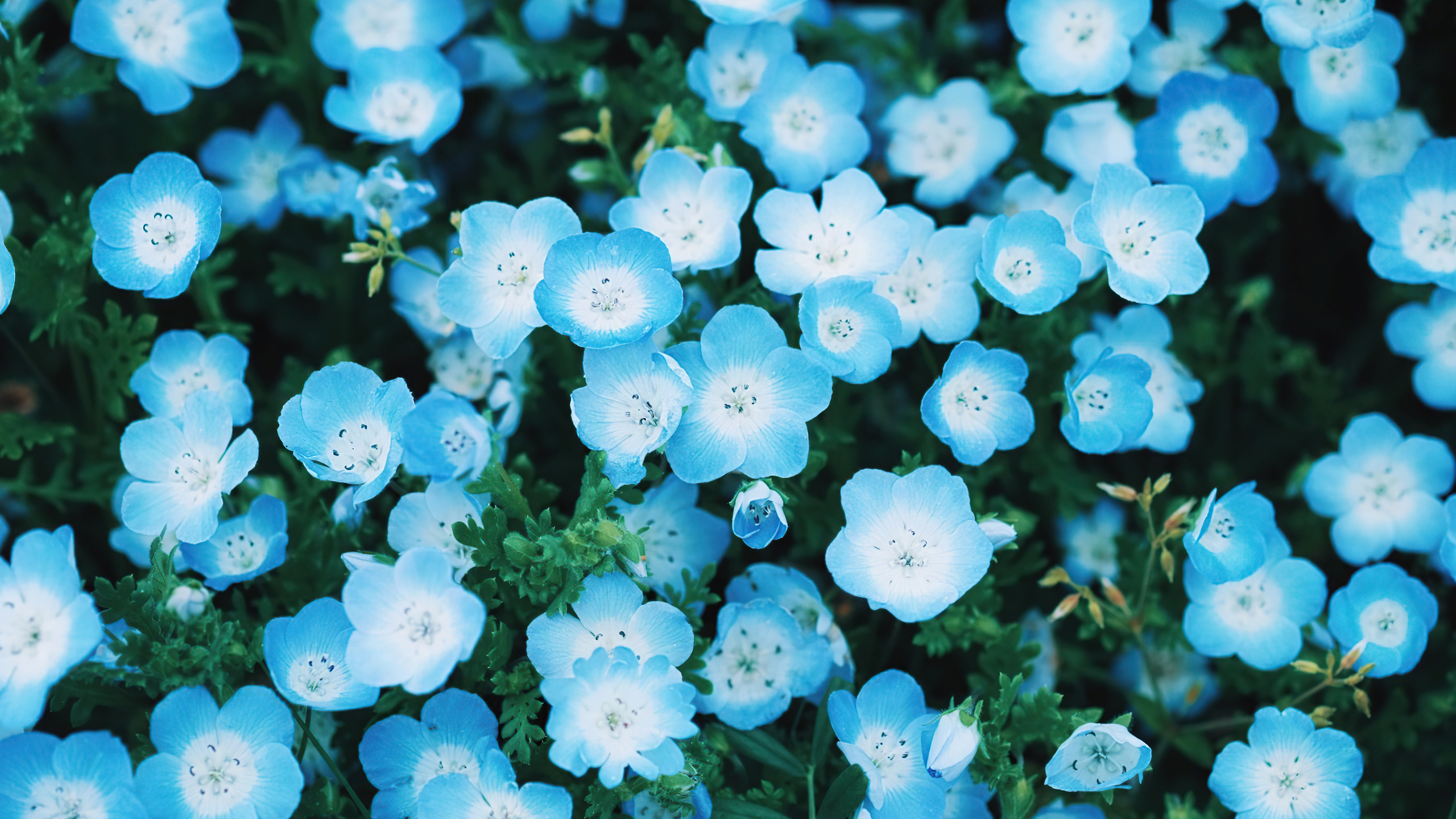 2560x1440 Cyan Flower 5k 1440P Resolution ,HD 4k Wallpapers,Images ...