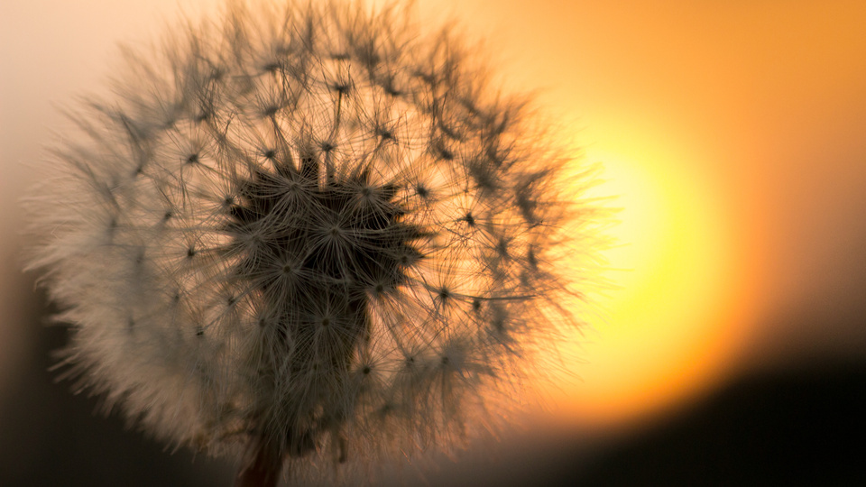 960x540 Dandelion Flower 5k Macro 960x540 Resolution HD 4k Wallpapers ...