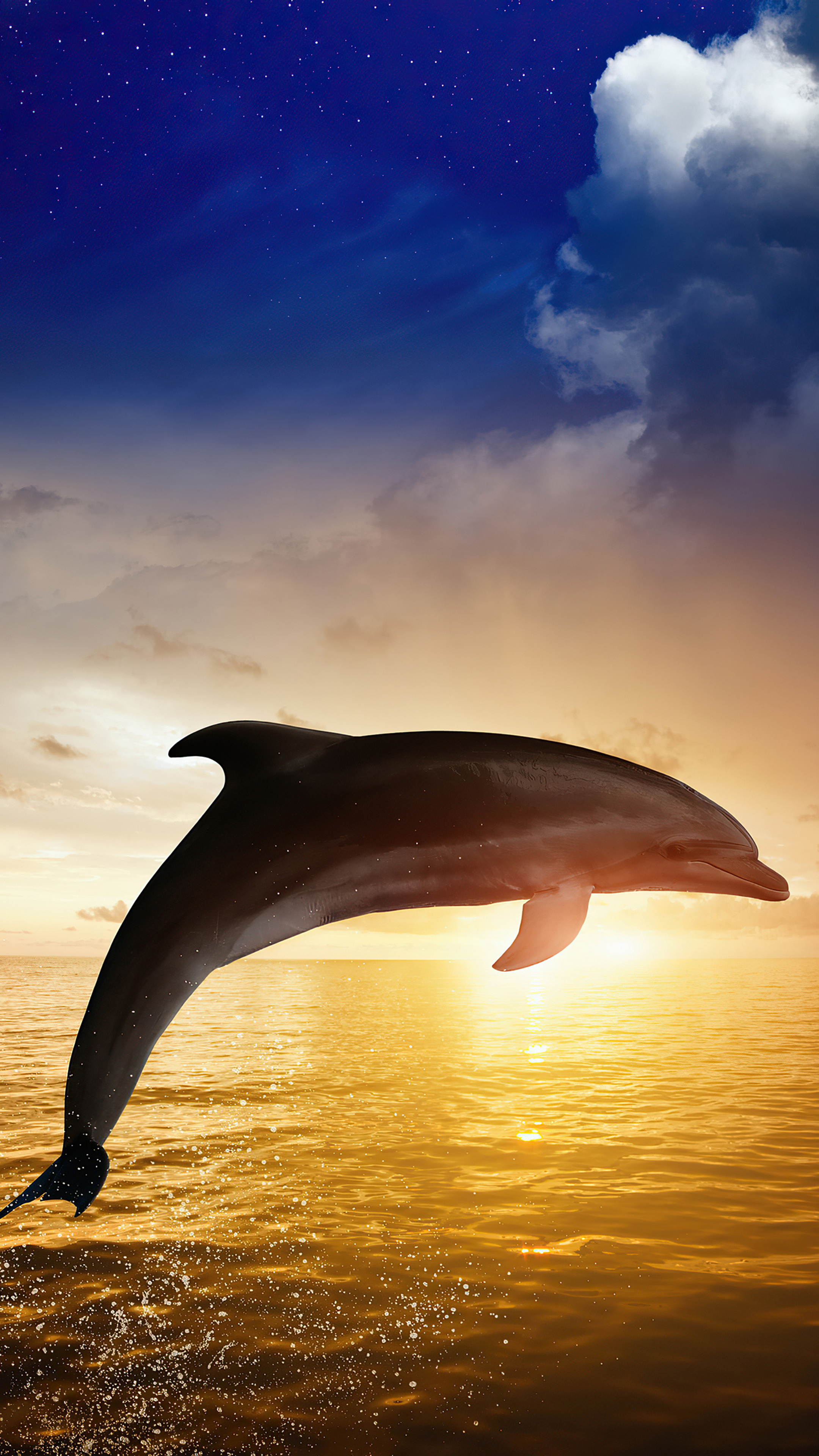 Jumping Dolphin Wallpaper Hd