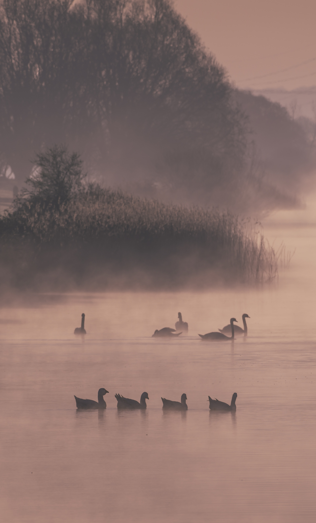 1280x2120 Early Morning Ducks iPhone 6+ ,HD 4k Wallpapers,Images ...