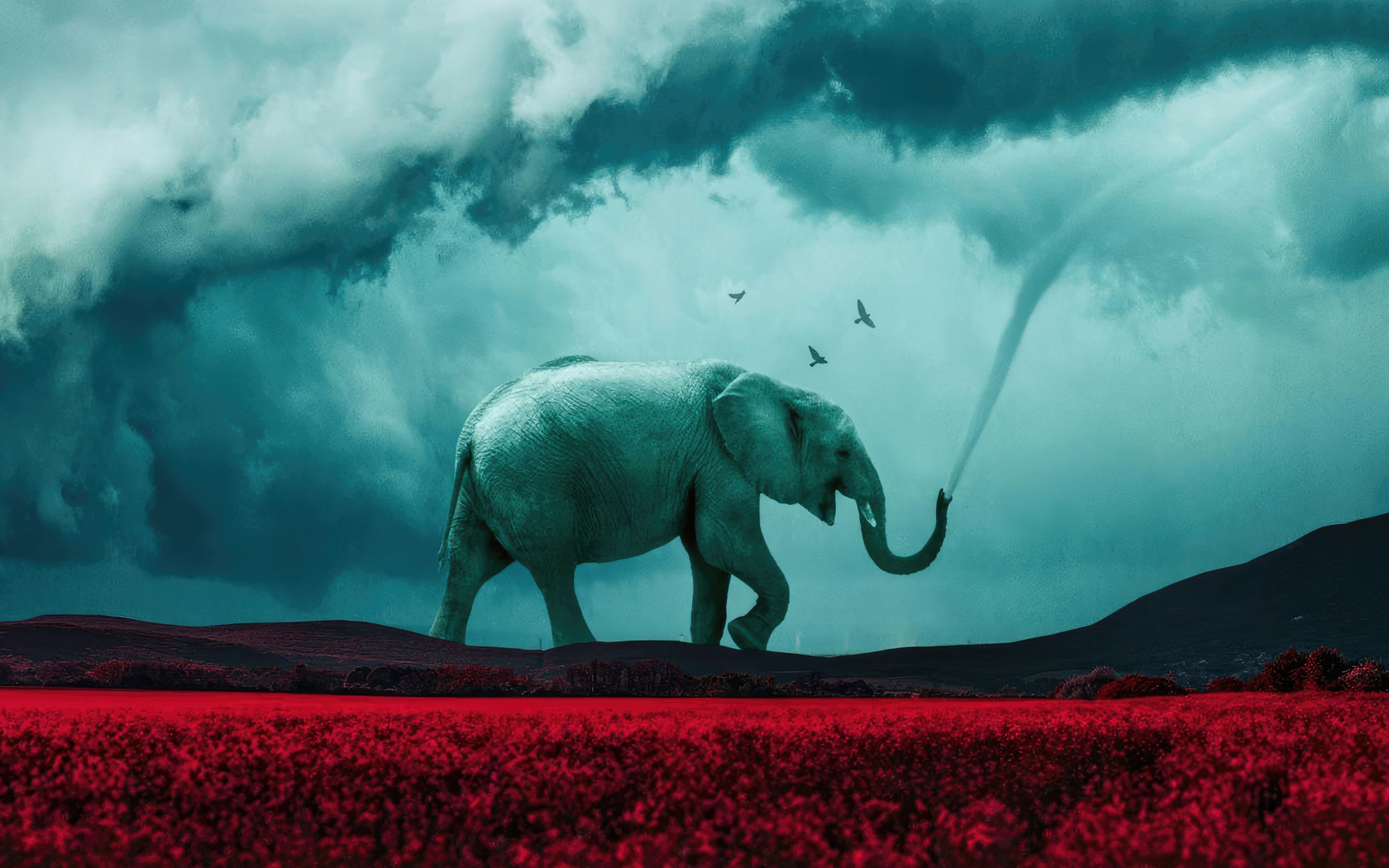 1680x1050 Elephant Poetry In Nature Wallpaper,1680x1050 Resolution HD ...