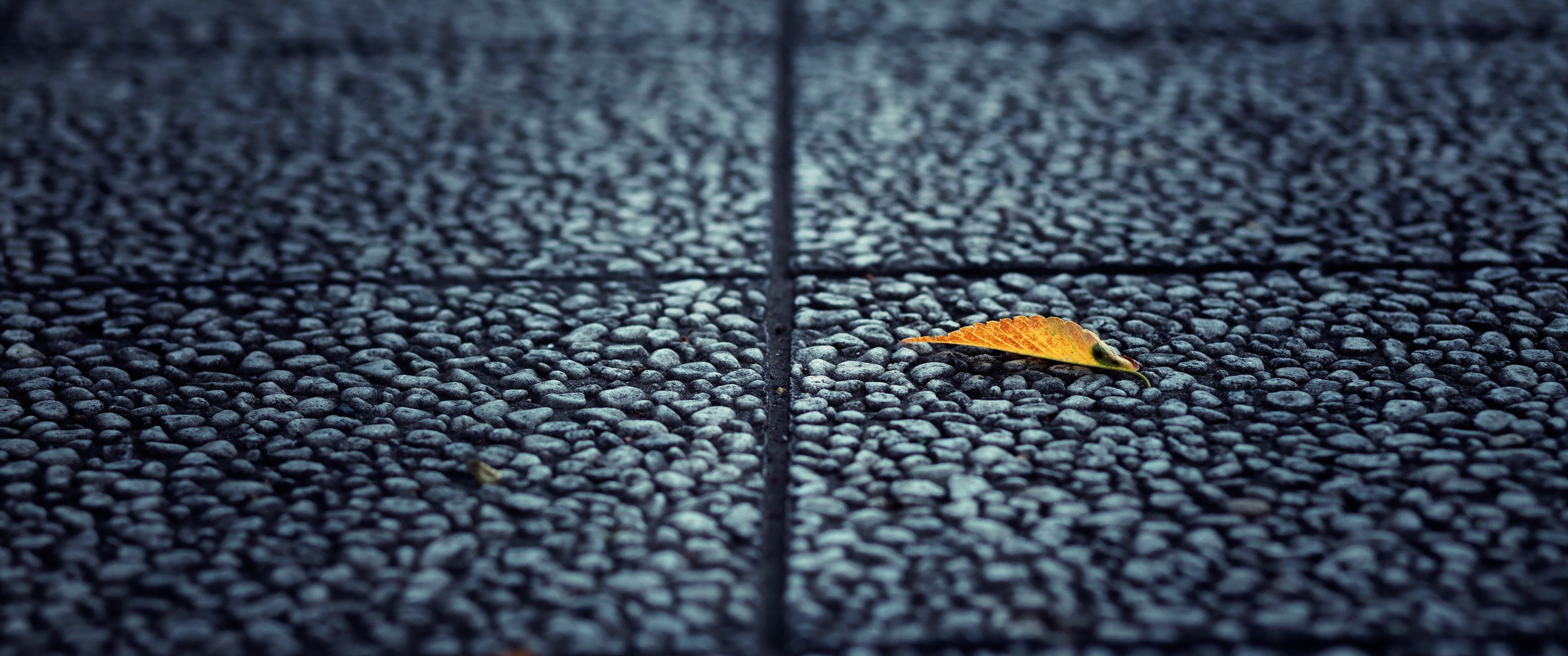 3440x1440 Fallen Leaf Autumn UltraWide Quad HD 1440P ,HD 4k Wallpapers ...
