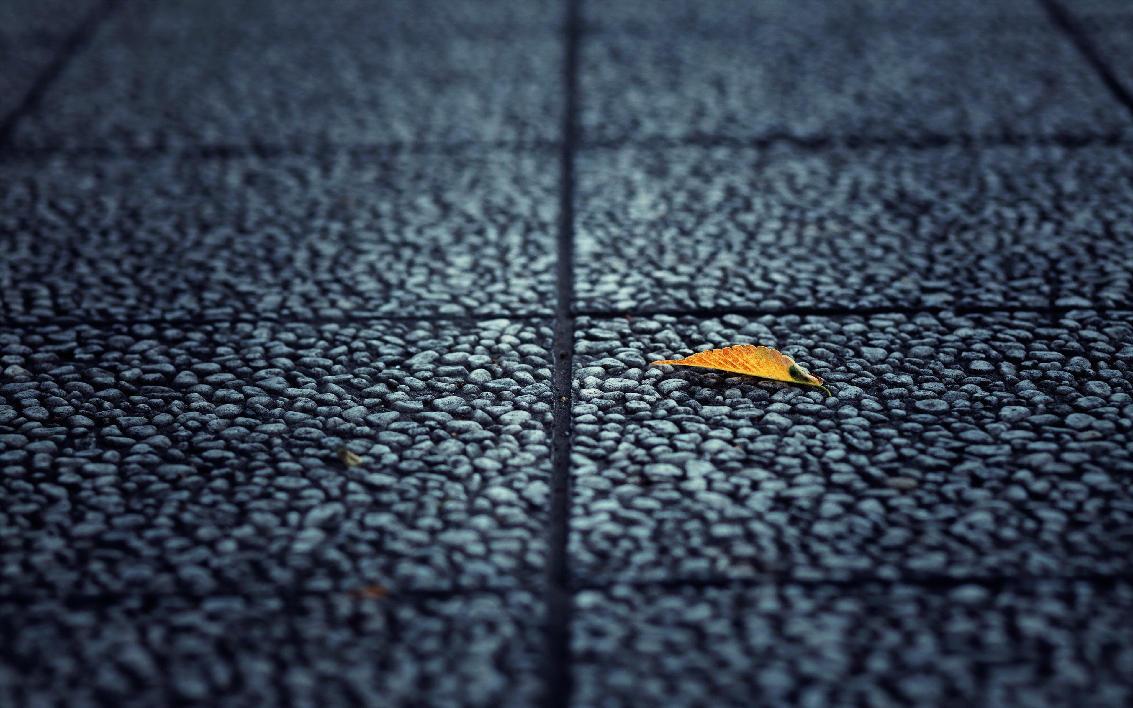 3840x2400 Fallen Leaf Autumn 4K ,HD 4k Wallpapers,Images,Backgrounds ...