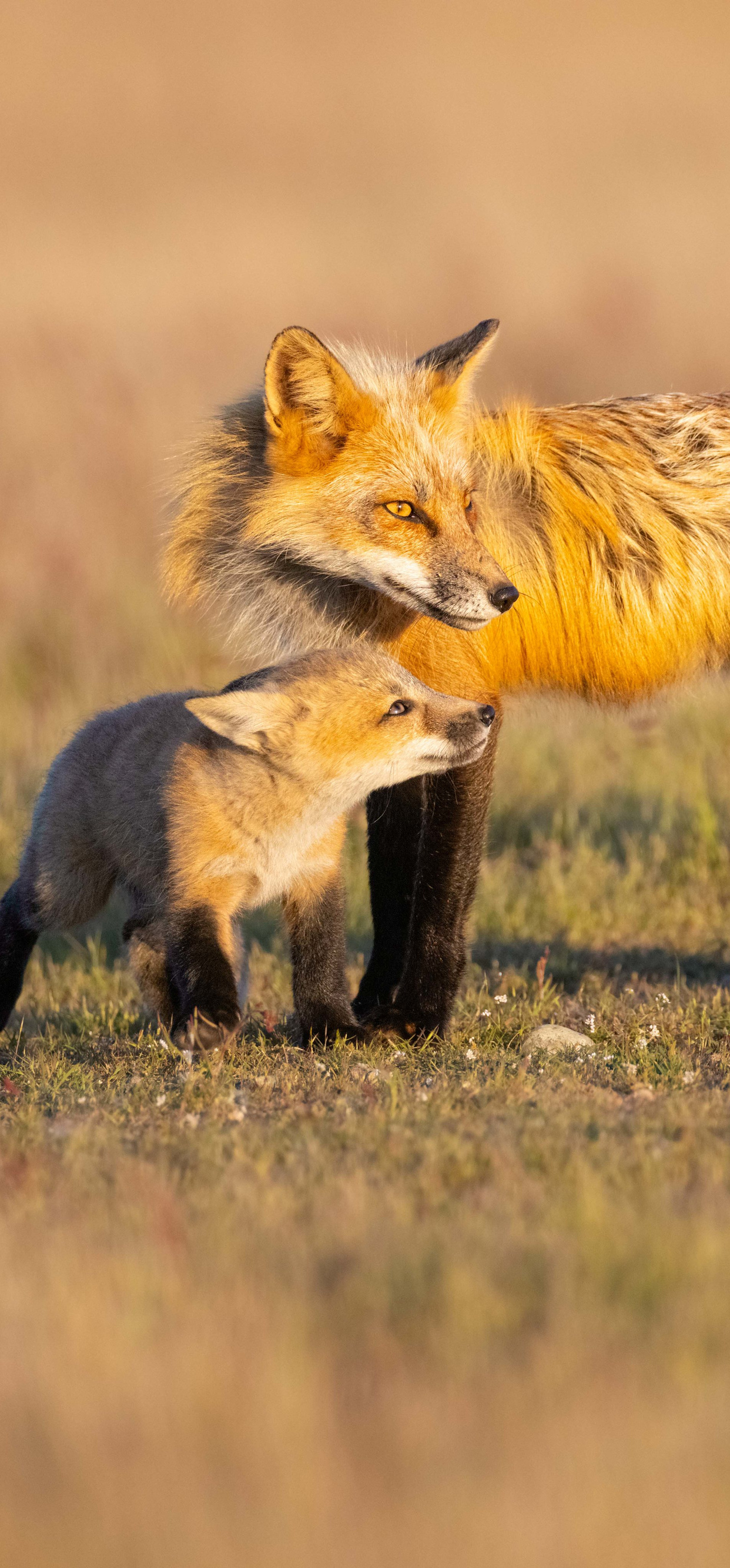 1242x2668 Father And Daughter Fox 5k Iphone XS MAX ,HD 4k Wallpapers ...