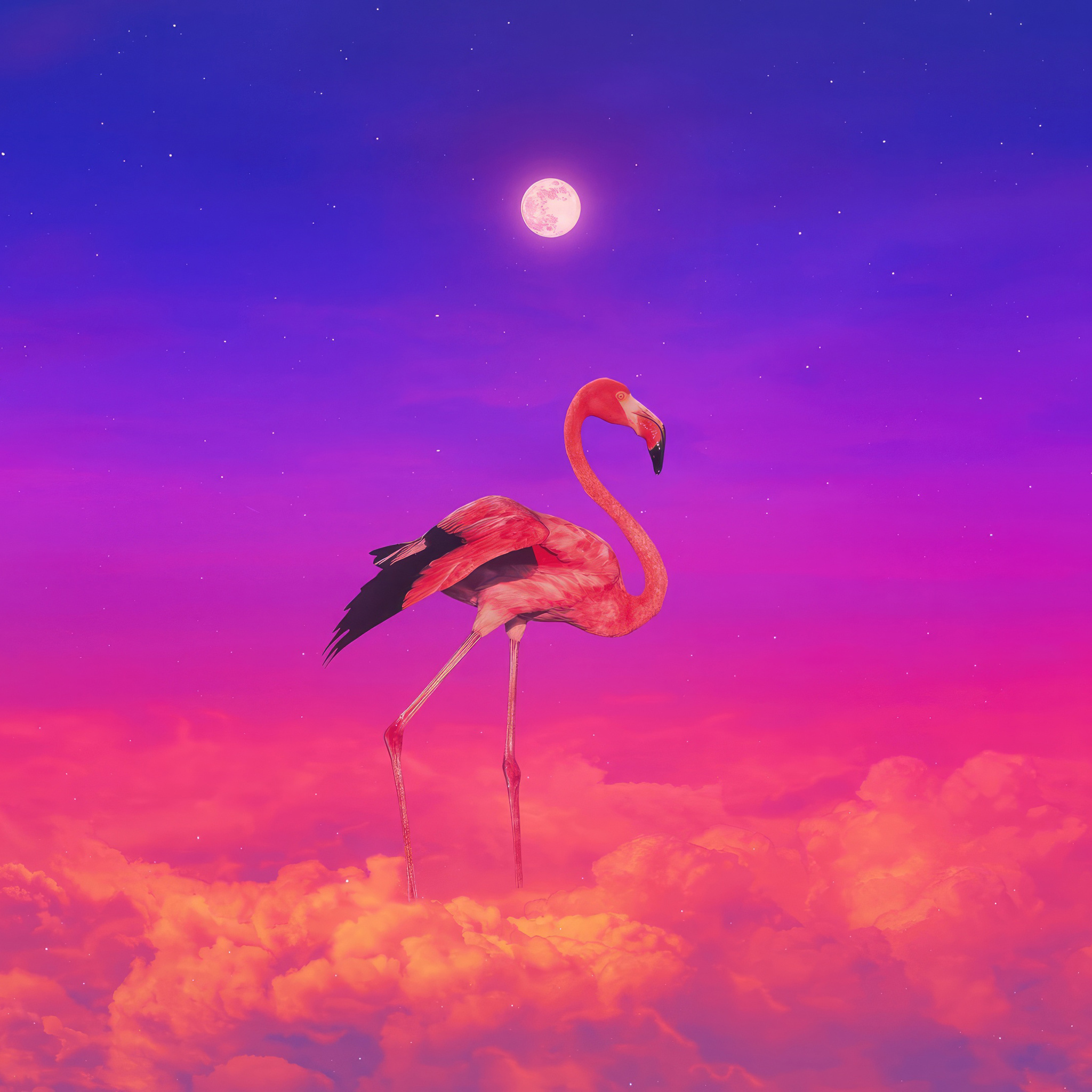 2048x2048 Flamingo Colorful 4k Ipad Air ,HD 4k Wallpapers,Images ...