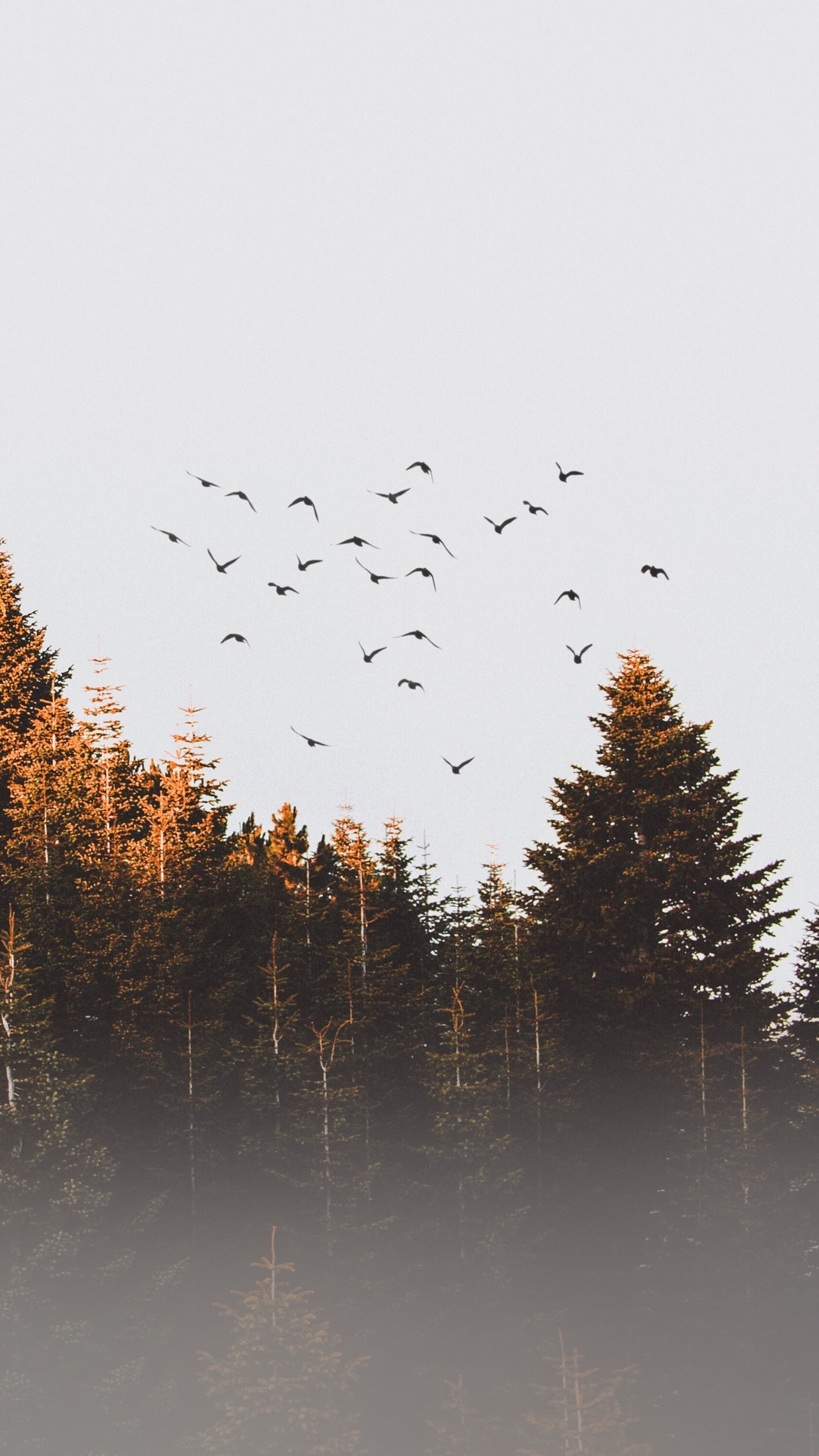 2160x3840 Flock Of Birds Flying Trees Landscape View 4k Sony Xperia X ...