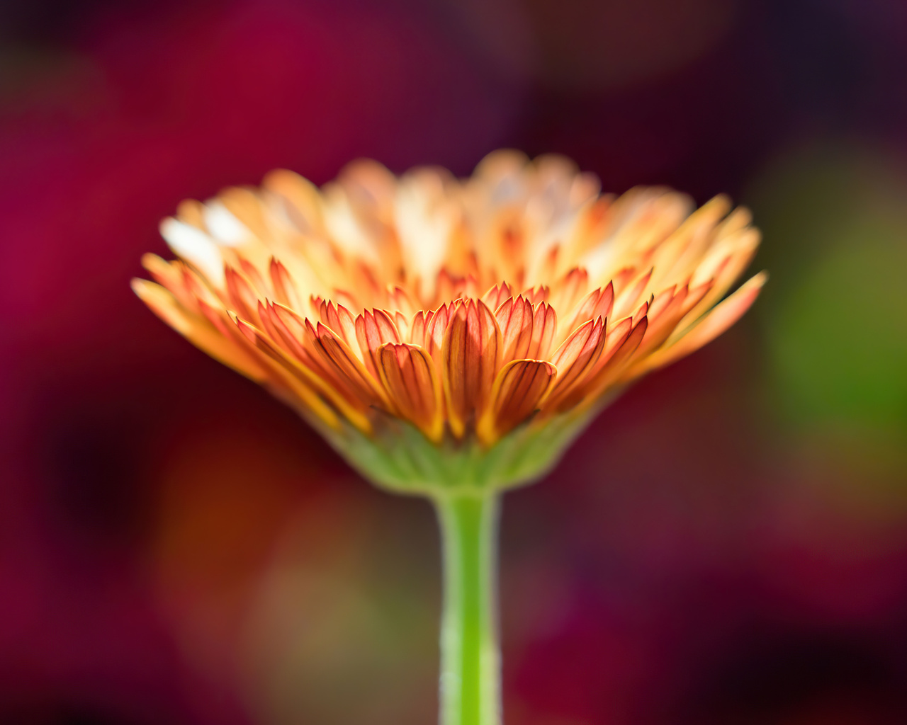 1280x1024 Flower Macro 4k Wallpaper,1280x1024 Resolution HD 4k ...