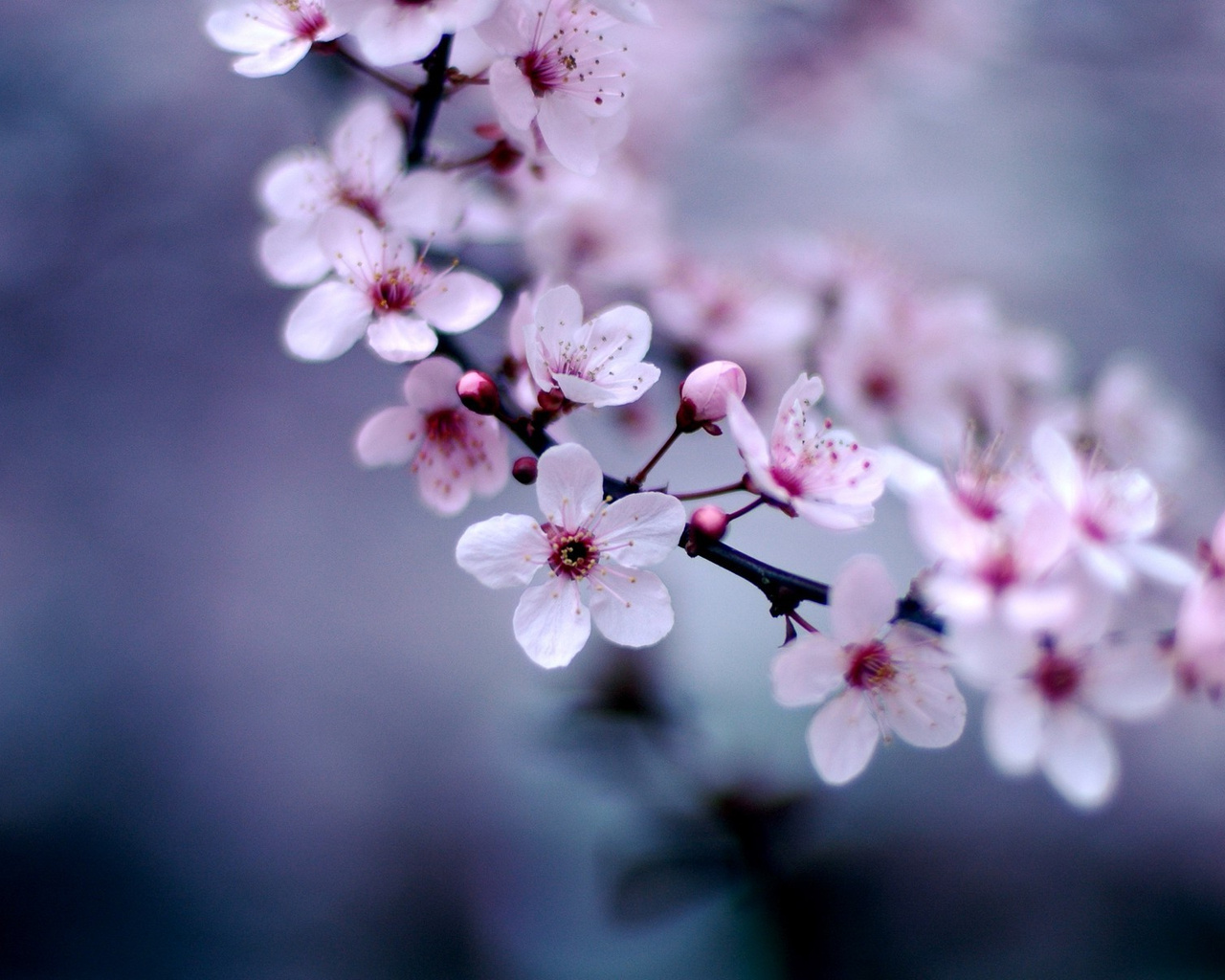 1280x1024 Flowers Wallpaper,1280x1024 Resolution HD 4k Wallpapers ...