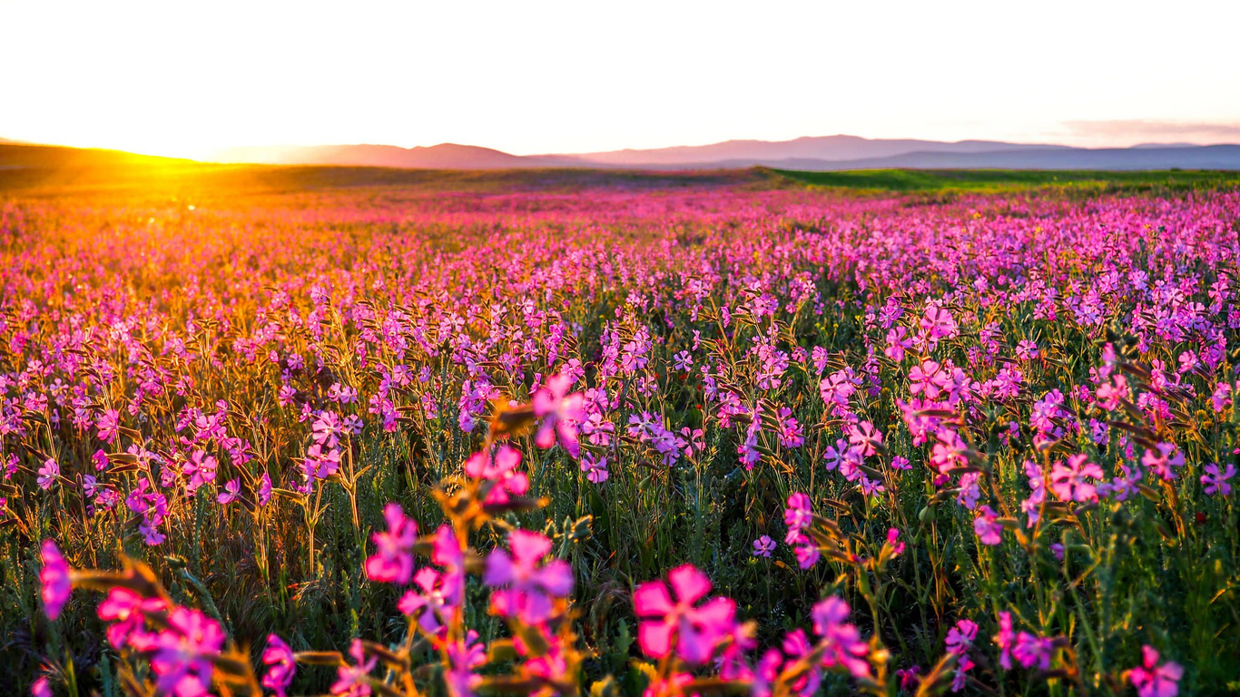1366x768 Flowers Landscape Laptop HD ,HD 4k Wallpapers,Images ...