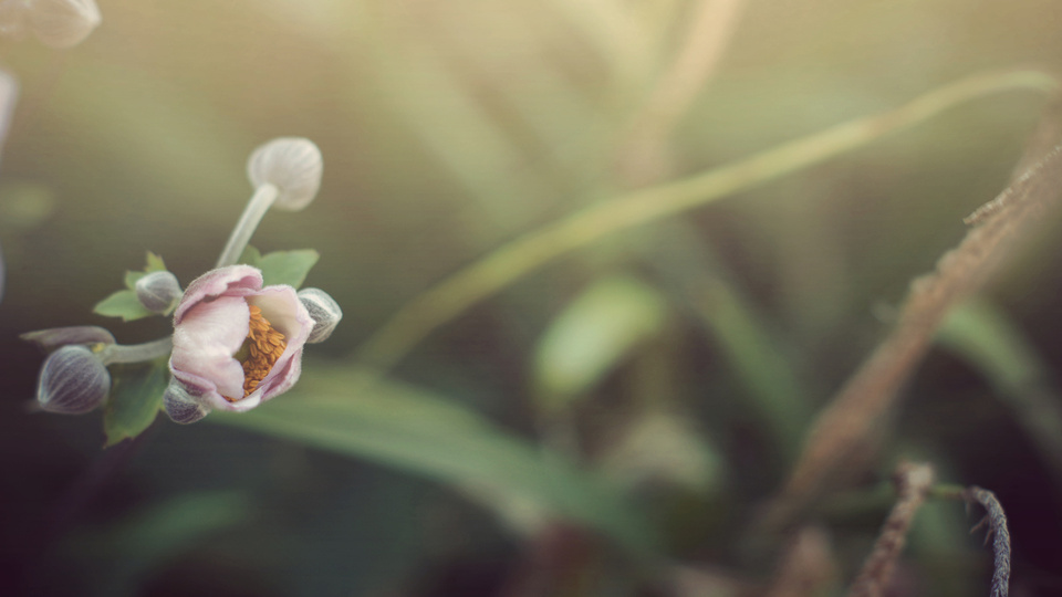 960x540 Flowers Photography 960x540 Resolution HD 4k Wallpapers, Images ...