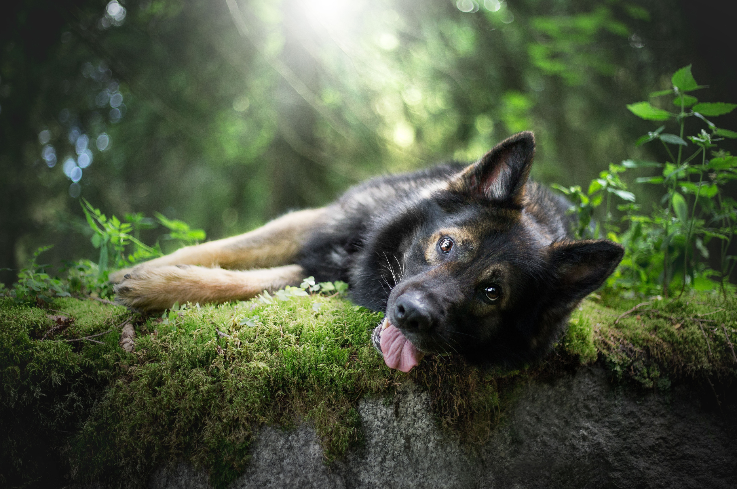 2560x1700 German Shepherd Tongue Out 5k Chromebook Pixel ,HD 4k ...