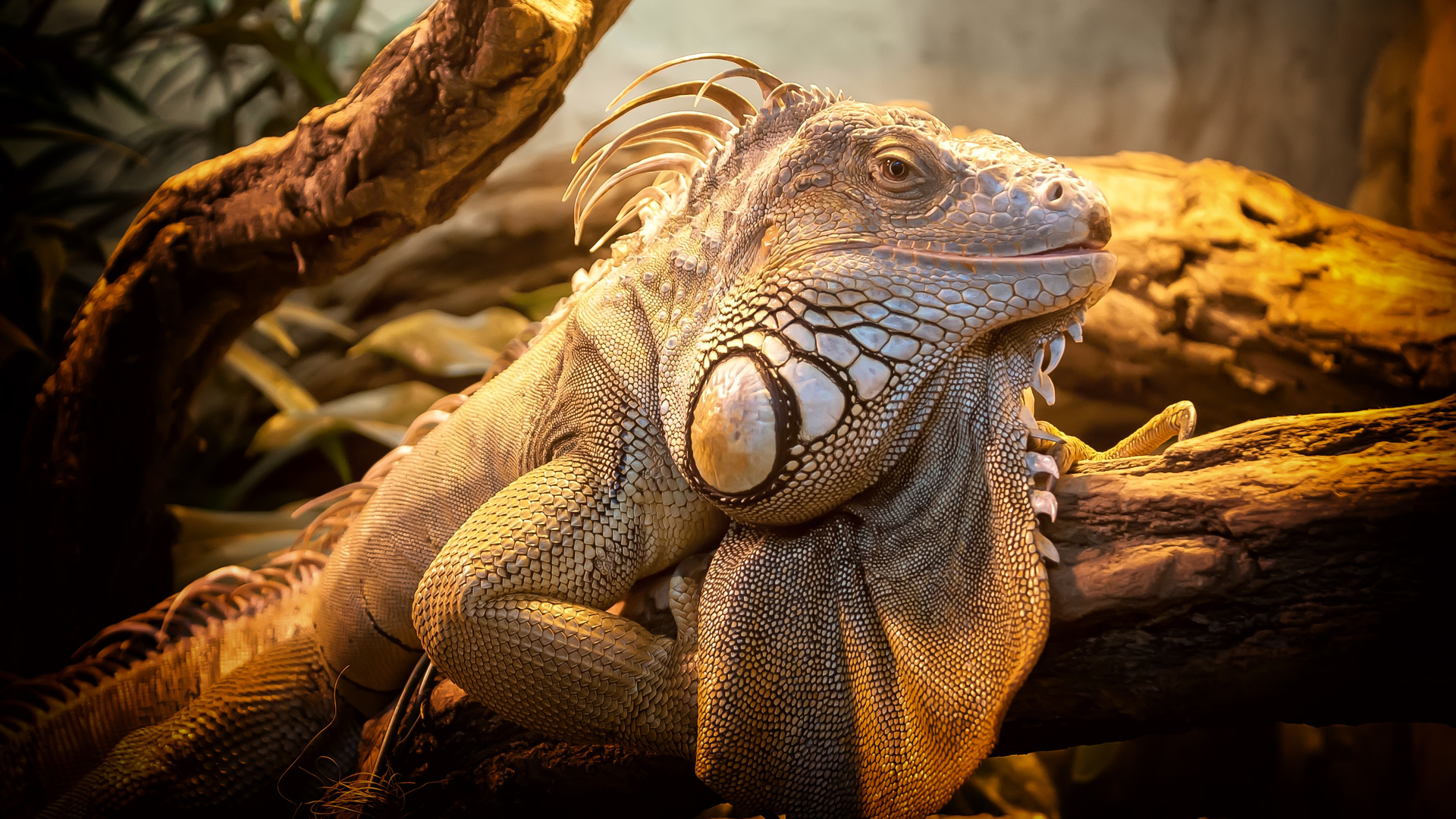 1920x1080 Giant Lizard 4k Laptop Full HD 1080P ,HD 4k Wallpapers,Images ...