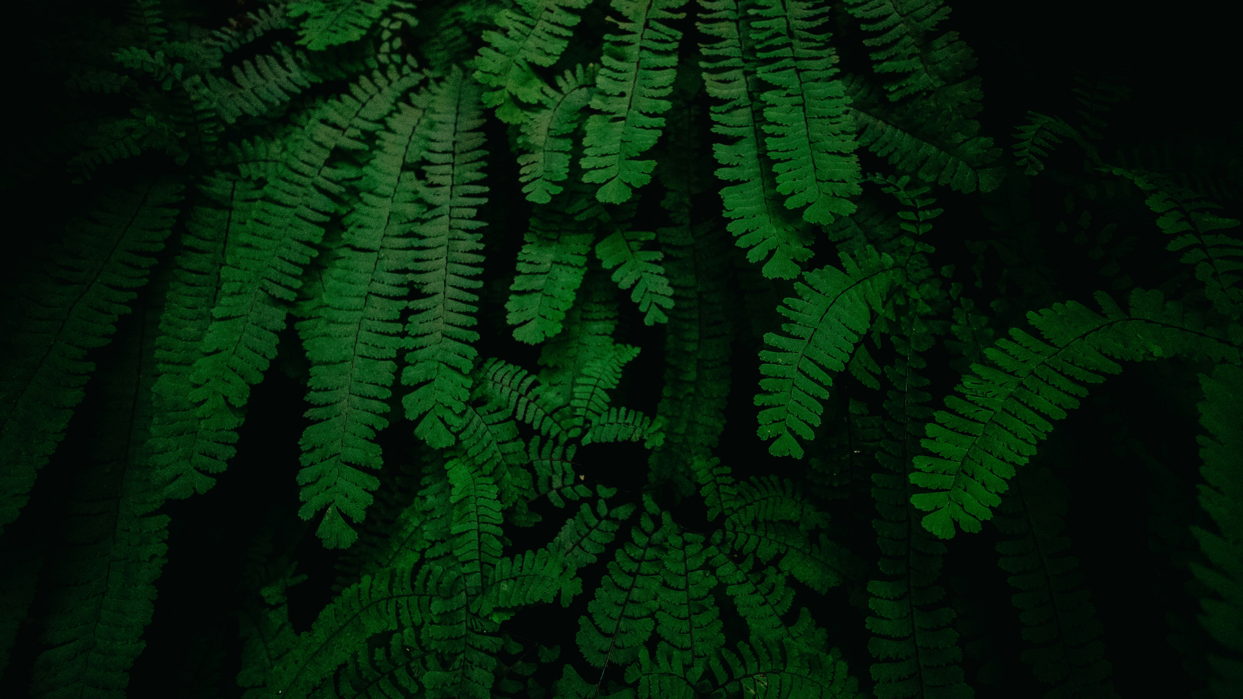 2560x1440 Leaves 5k 1440P Resolution ,HD 4k Wallpapers,Images ...