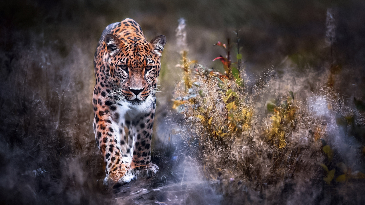 1280x720 Leopard Big Cat 720P ,HD 4k Wallpapers,Images,Backgrounds ...