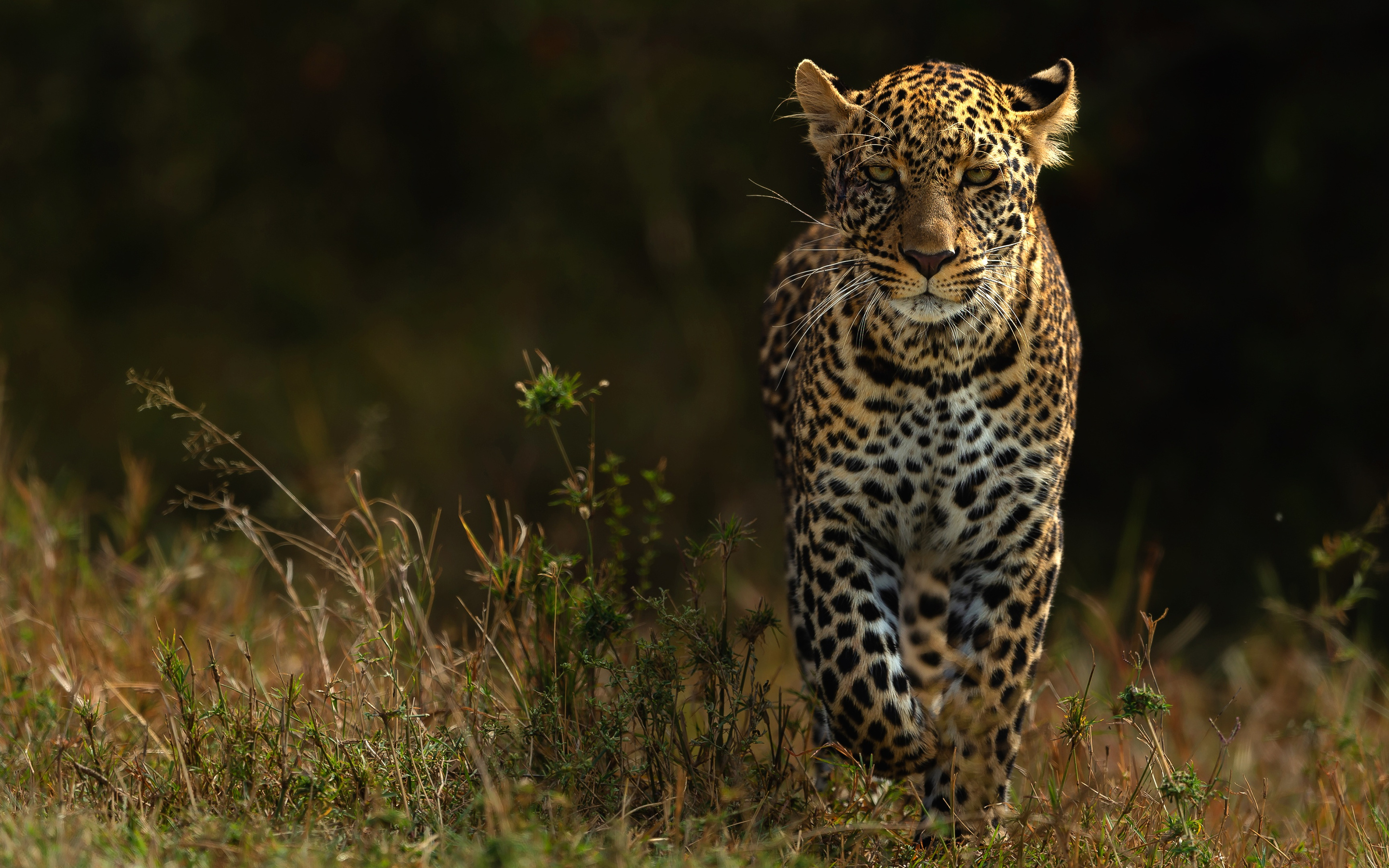 2880x1800 Leopards 4k Macbook Pro Retina ,HD 4k Wallpapers,Images ...