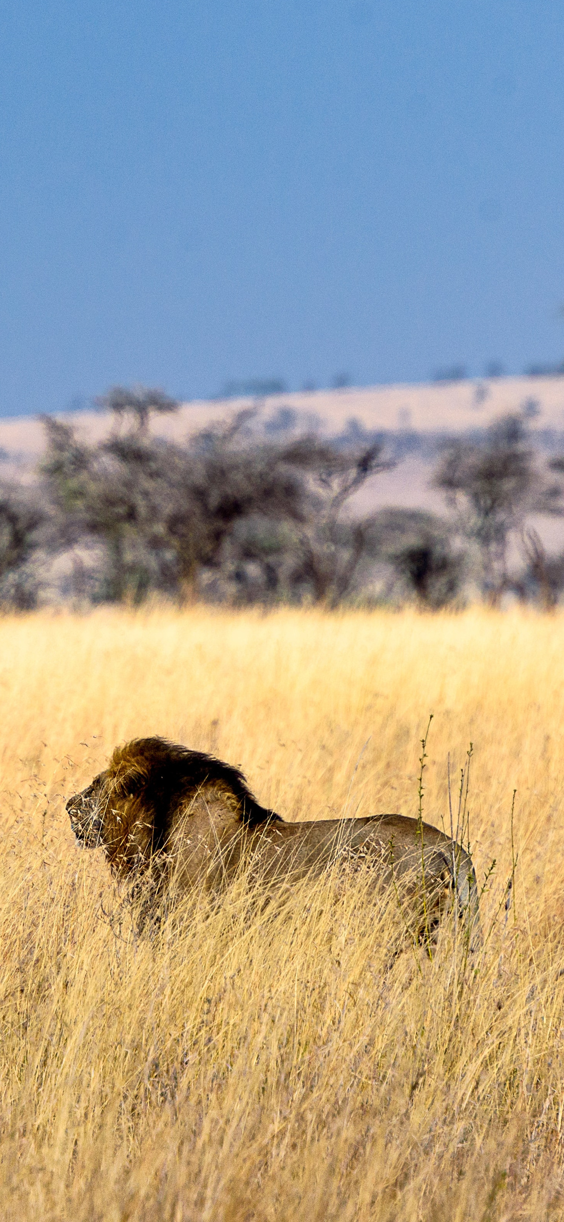 1125x2436 Lion Field 5k Iphone XS,Iphone 10,Iphone X ,HD 4k Wallpapers ...