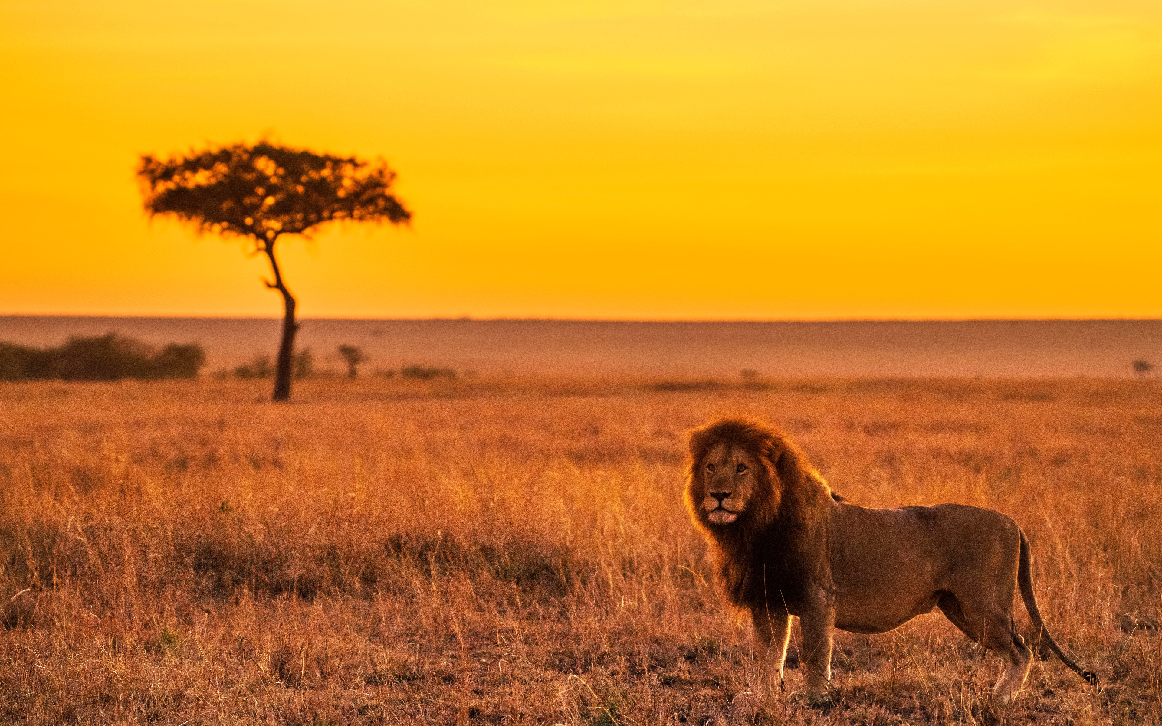 3840x2400 Lion On Grass Field 5k 4K ,HD 4k Wallpapers,Images ...