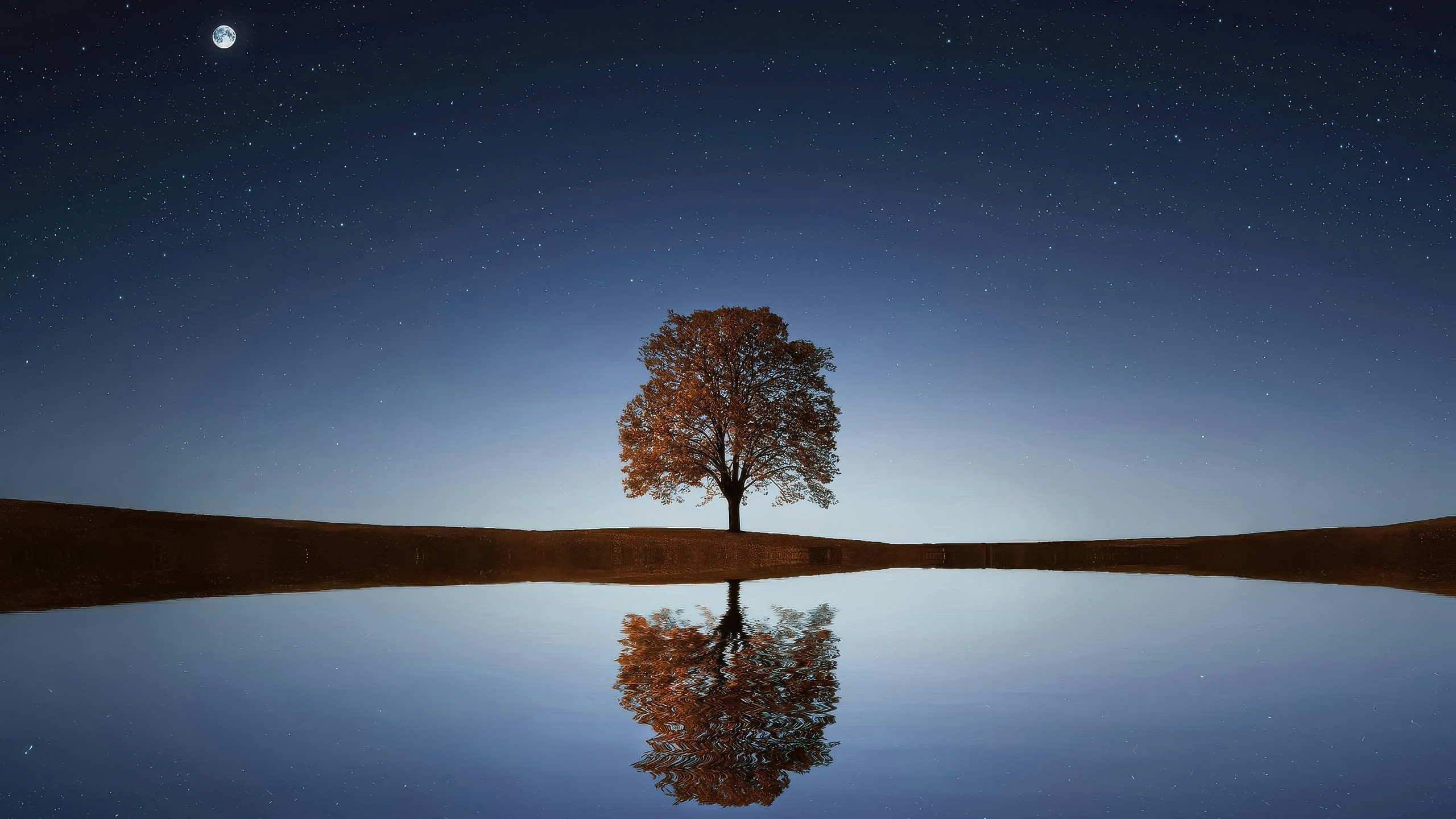 2560x1440 Lone Tree Mirrored On A Perfectly Still Lake Under Stars 1440P Resolution ,HD 4k ...