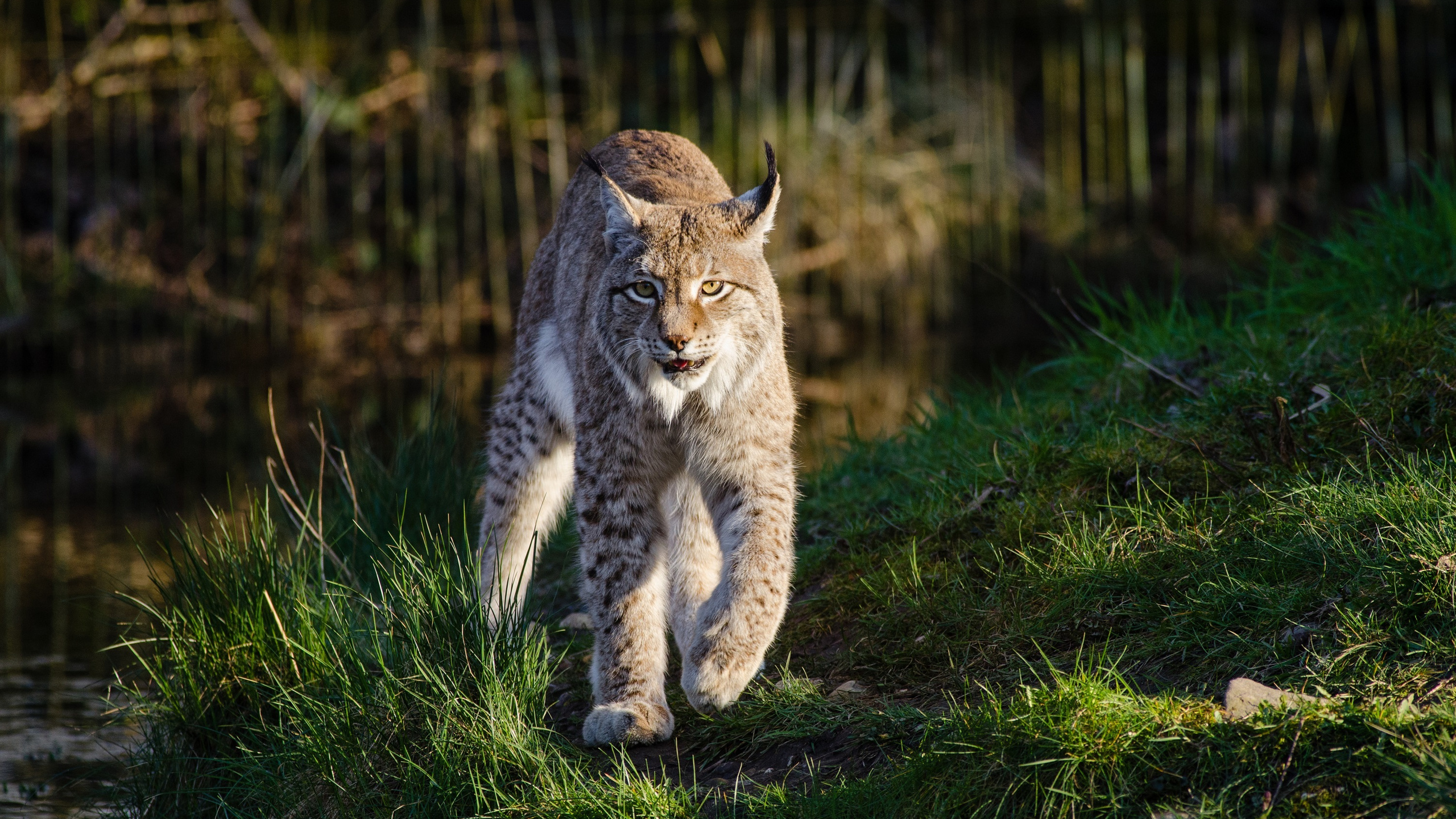 2560x1440 Lynxes 1440P Resolution ,HD 4k Wallpapers,Images,Backgrounds ...