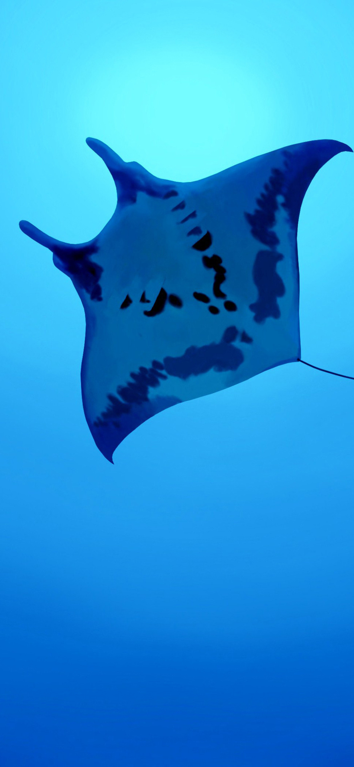 1242x2688 Manta Ray 4k Iphone XS MAX HD 4k Wallpapers, Images ...