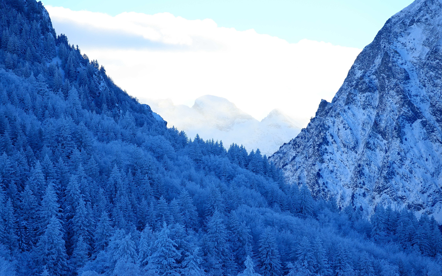 1440x900 Mountains Snow Fir Forest Winter Wallpaper,1440x900 Resolution ...