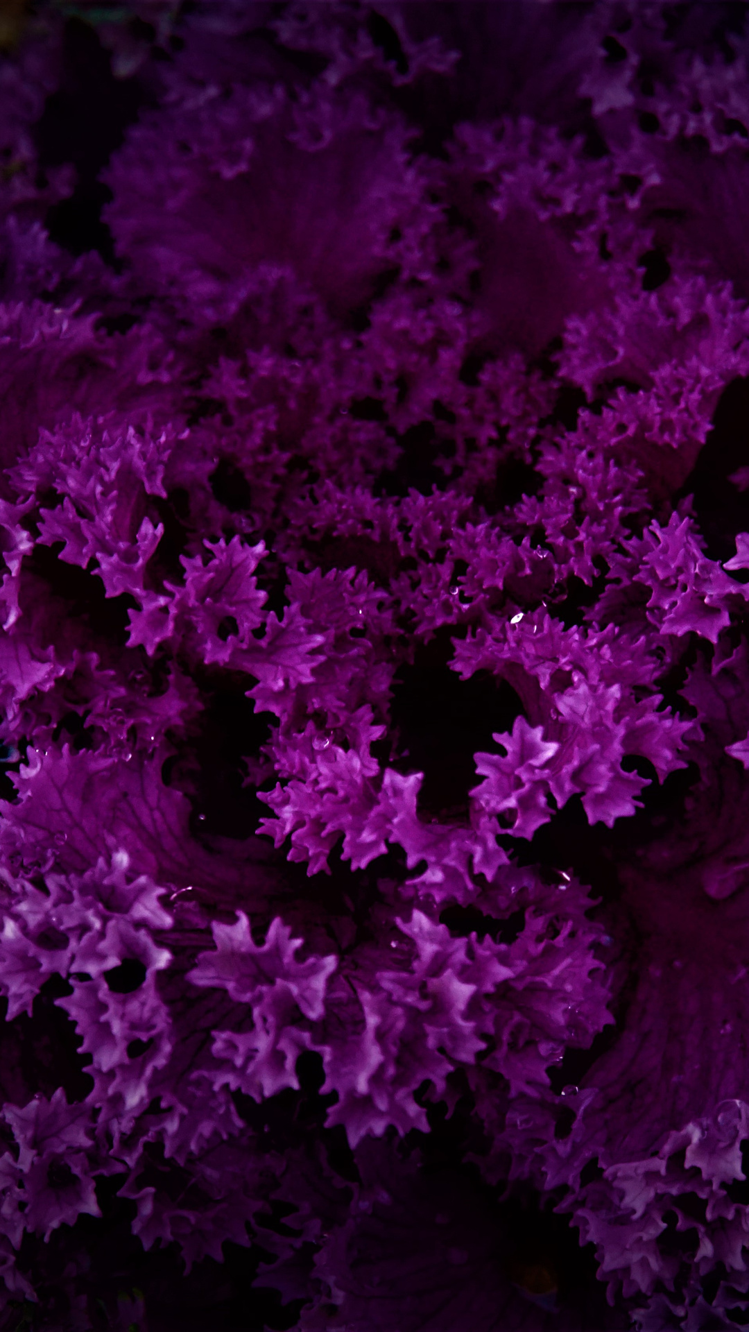 Mystical Purple Backgrounds