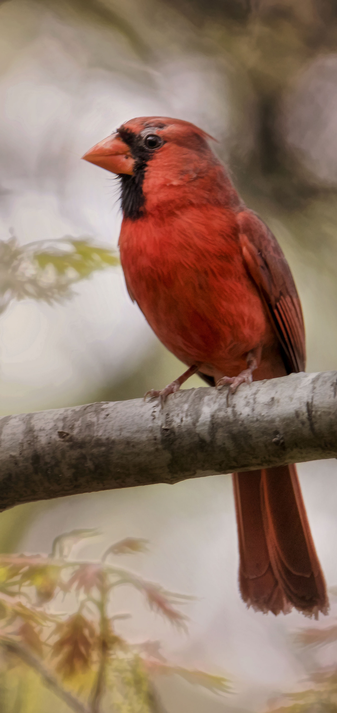 1080x2280 Northern Cardinal One Plus 6,Huawei p20,Honor view 10,Vivo ...