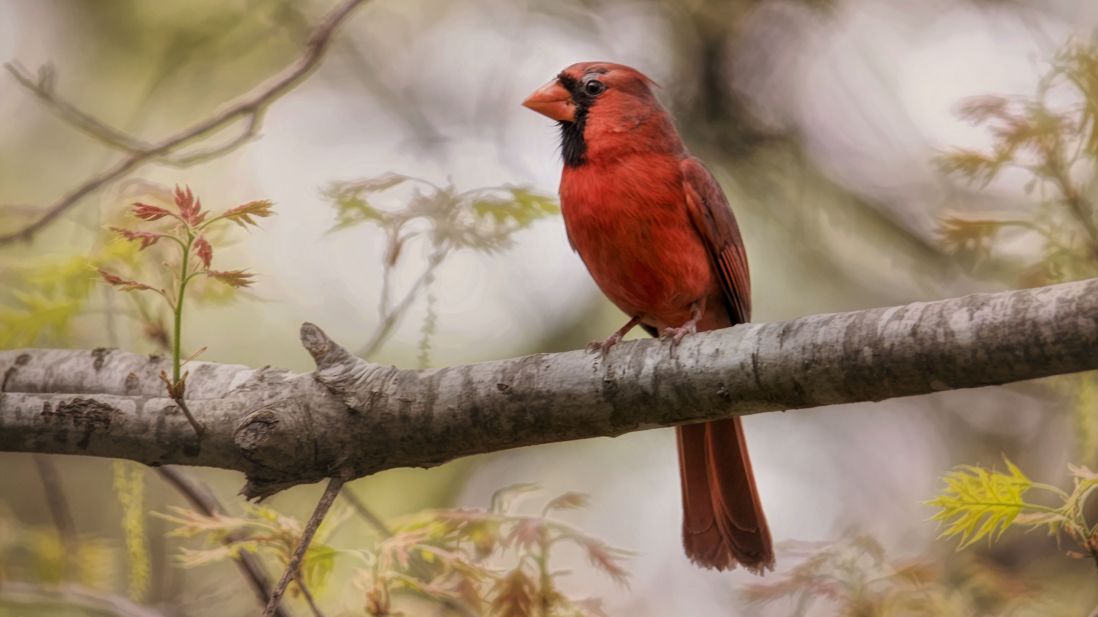 3840x2160 Northern Cardinal 4K ,HD 4k Wallpapers,Images,Backgrounds ...