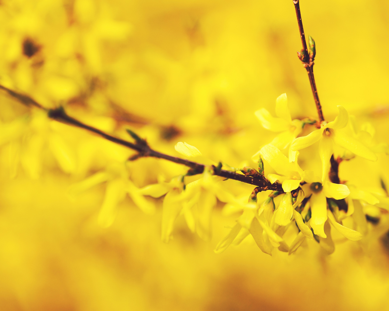 1280x1024 One More Spring Wallpaper,1280x1024 Resolution HD 4k ...